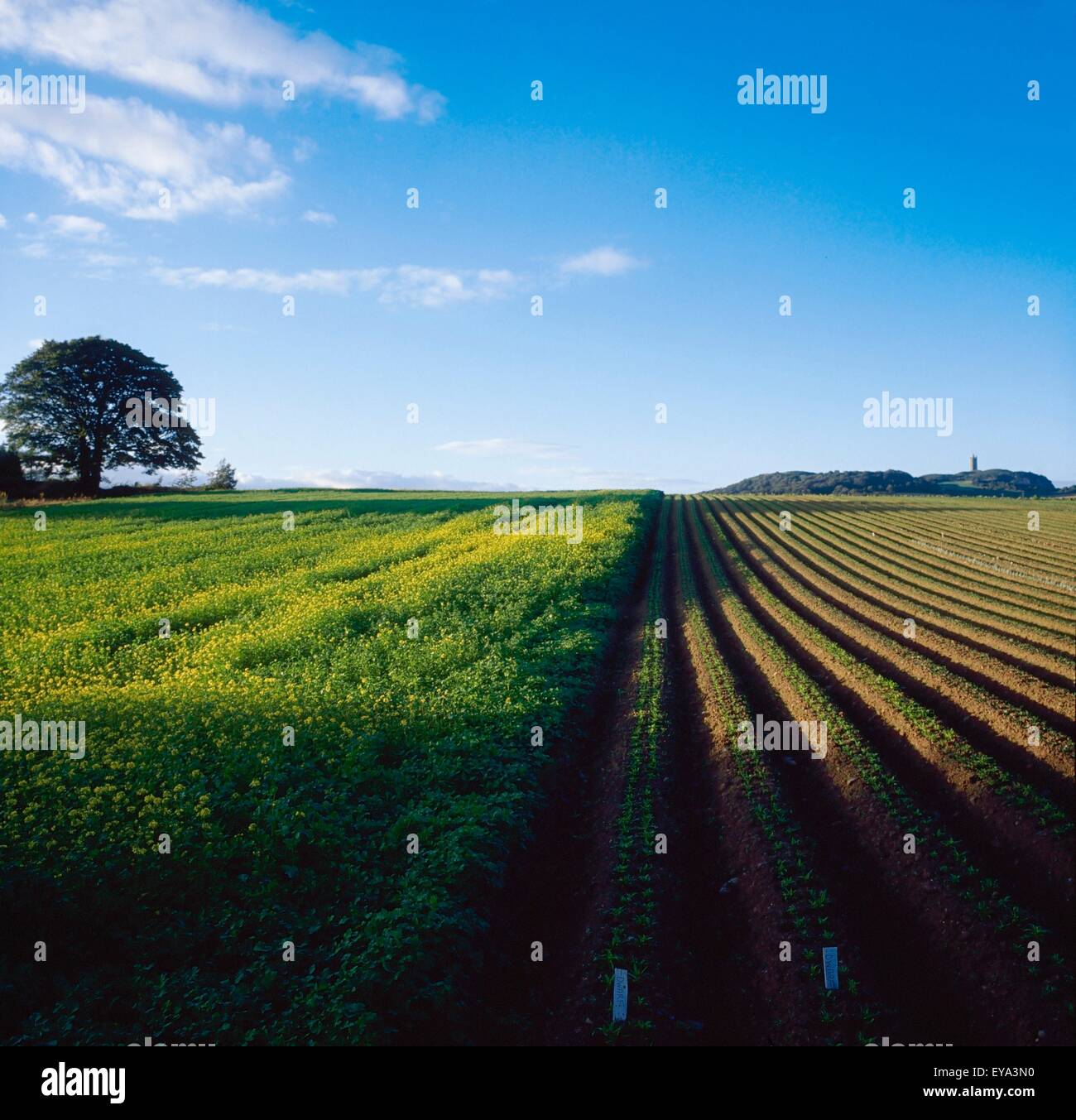 Ireland; Field Of Vegetables Stock Photo - Alamy