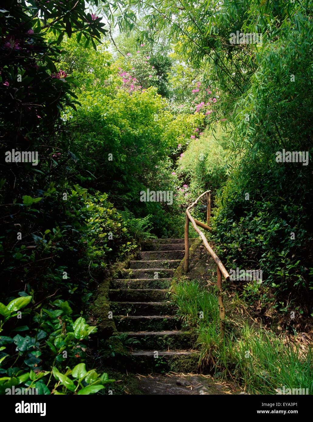 Garden Steps Among Bamboo, Derreen Gardens, Co Kerry, Ireland Stock ...