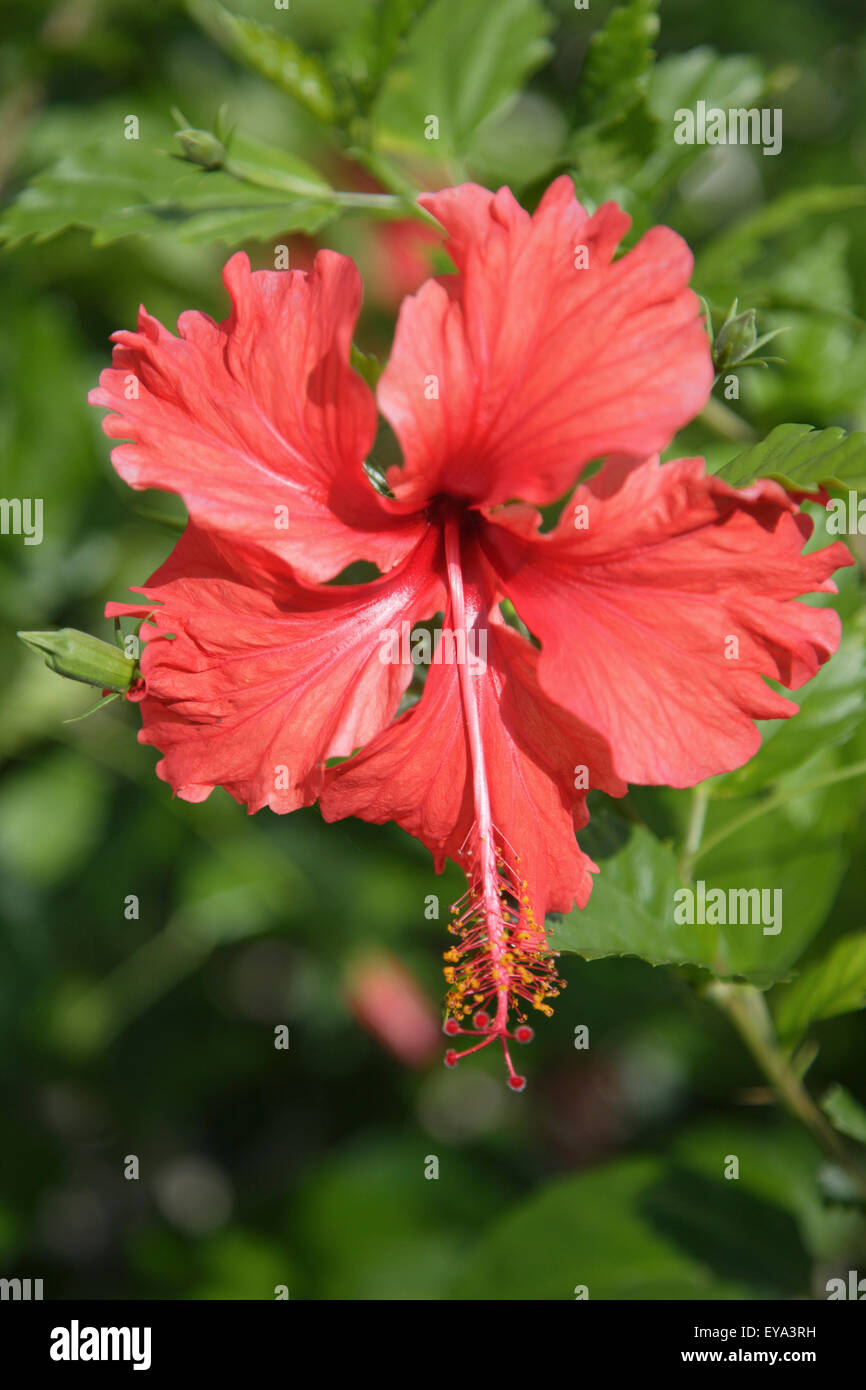 Hibiscus Flower,Close-Up, Mayan Riviera,Yucatan Peninsular,Quintana Roo ...