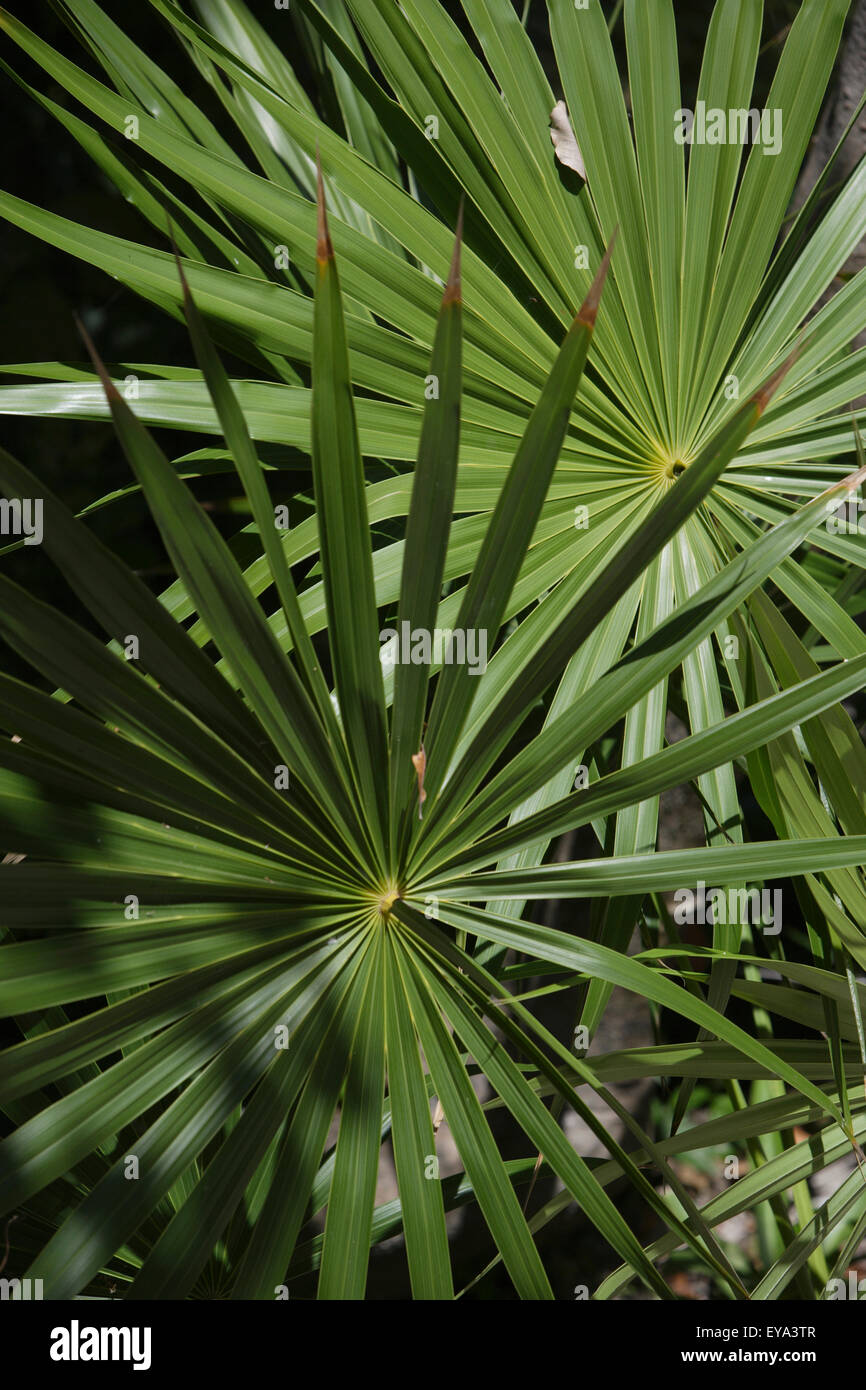 Tropical Plants,Close-Up, Mayan Riviera,Yucatan Peninsular,Quintana Roo ...