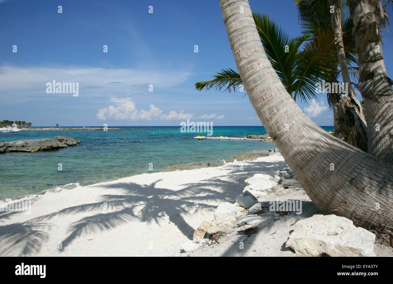 Palm Trees On Beach At Mayan Riviera, Yucatan Peninsular,Quintana Roo ...