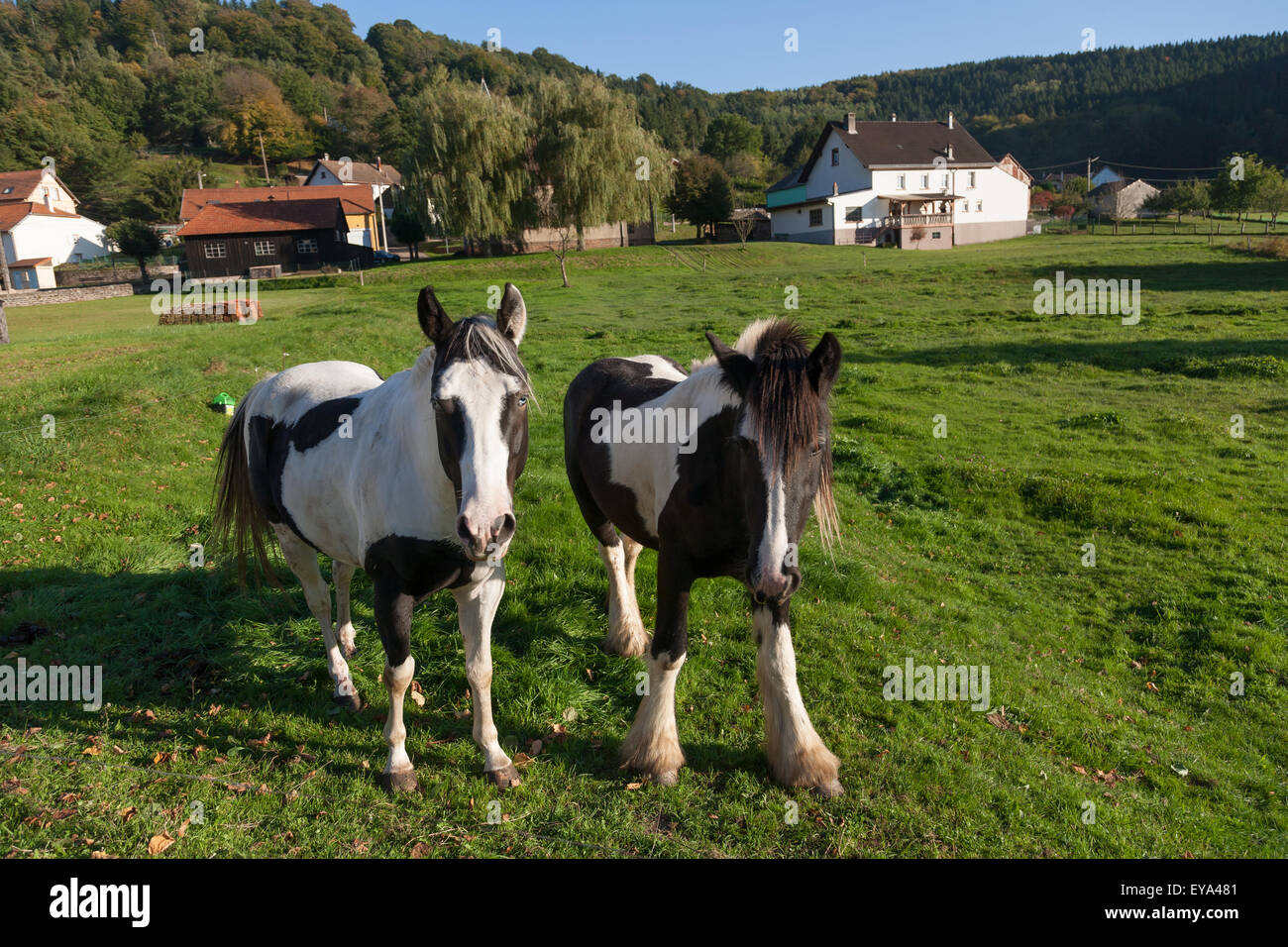 Horses in the paddock hi-res stock photography and images - Alamy