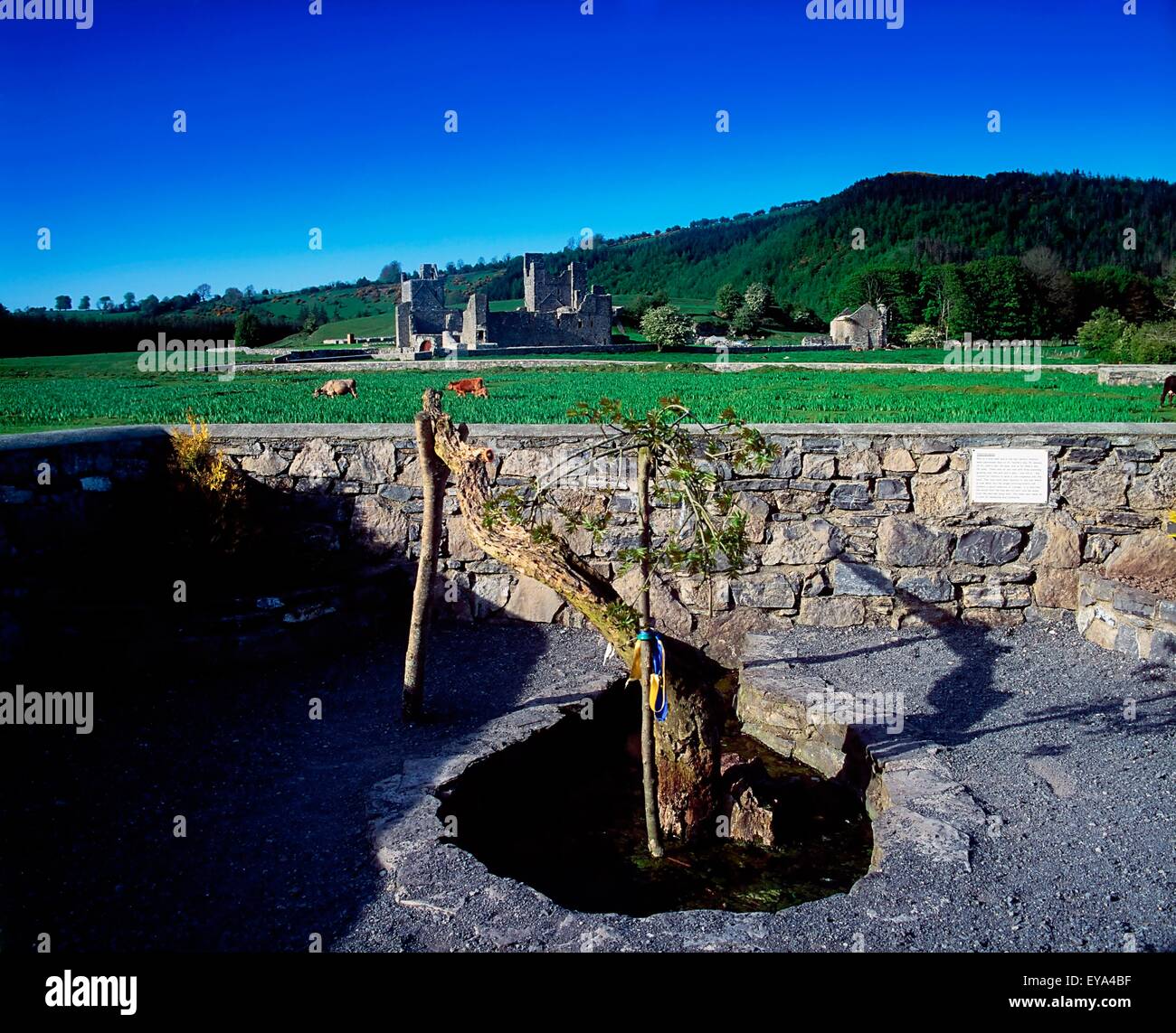 Fore Abbey, Co Westmeath, Ireland; Holy Well & Ash Tree, Part Of The ...