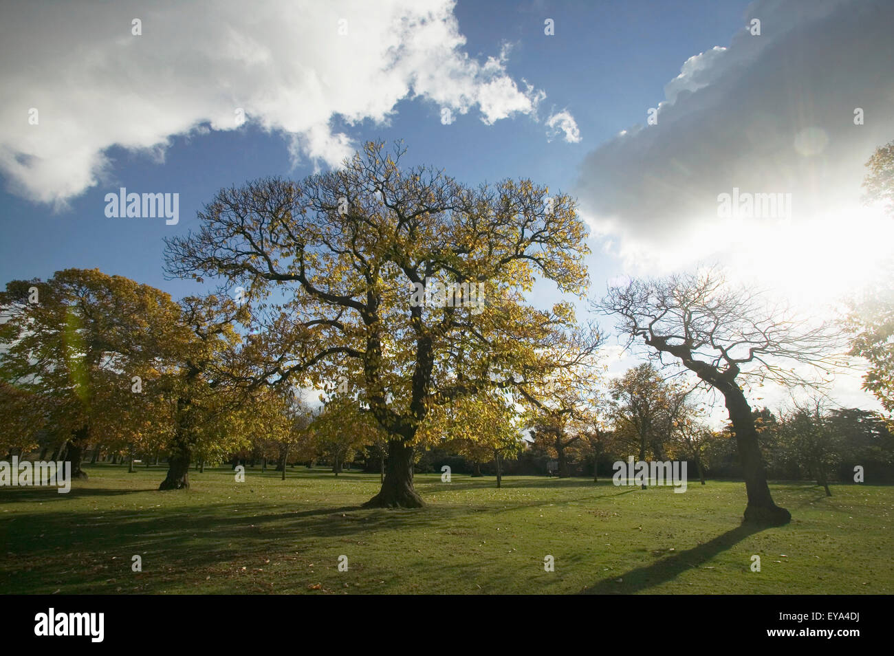 Trees in london hi-res stock photography and images - Alamy