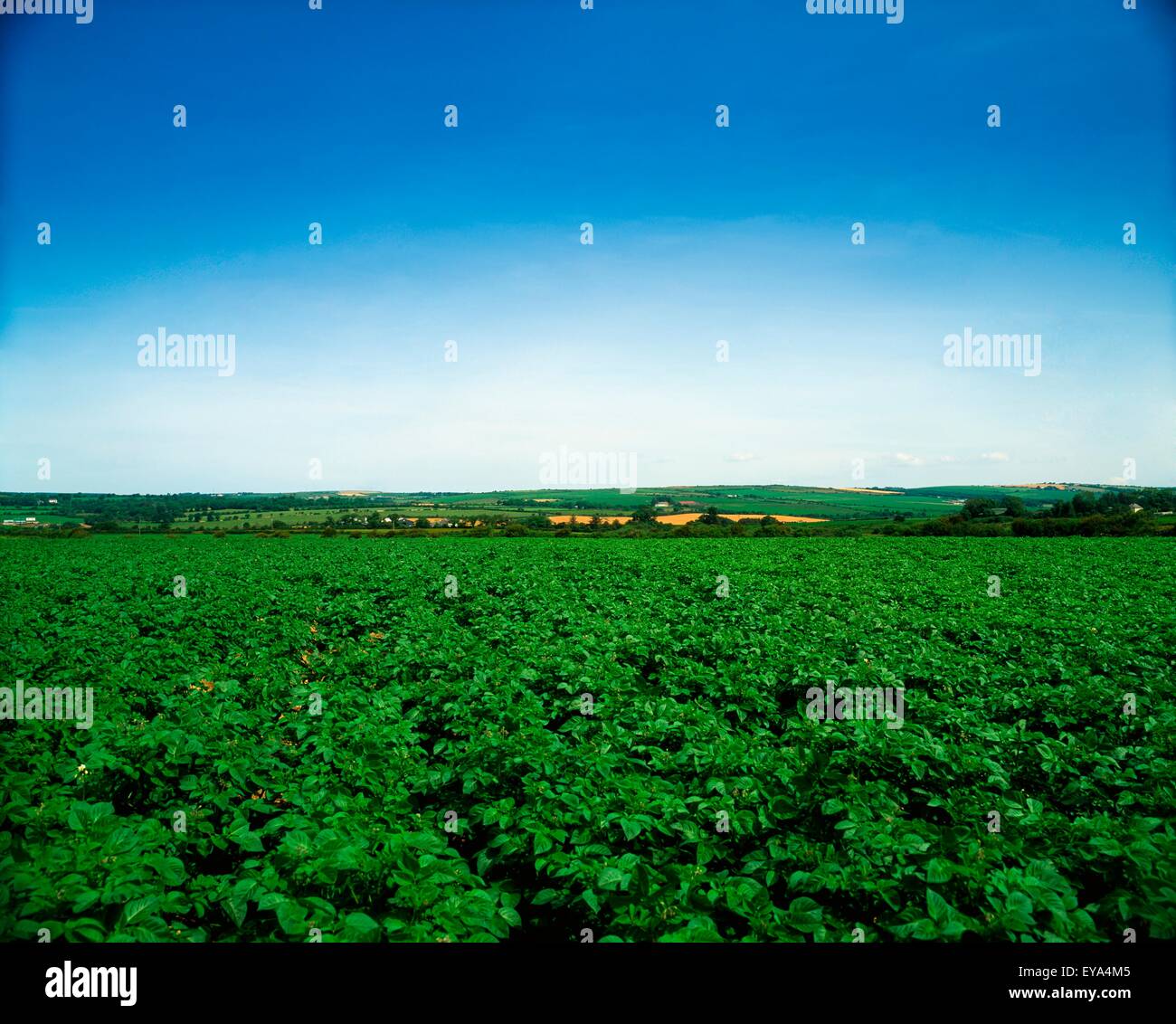 Potato field ireland hi-res stock photography and images - Alamy