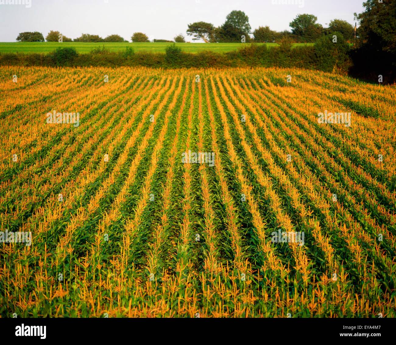 Ireland wexford farming hi-res stock photography and images - Alamy