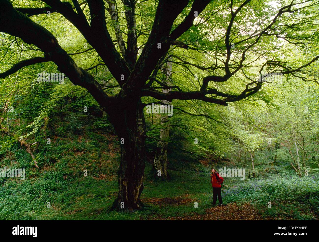 Ness Wood Country Park, County Derry, Ireland; Person Viewing Beech ...