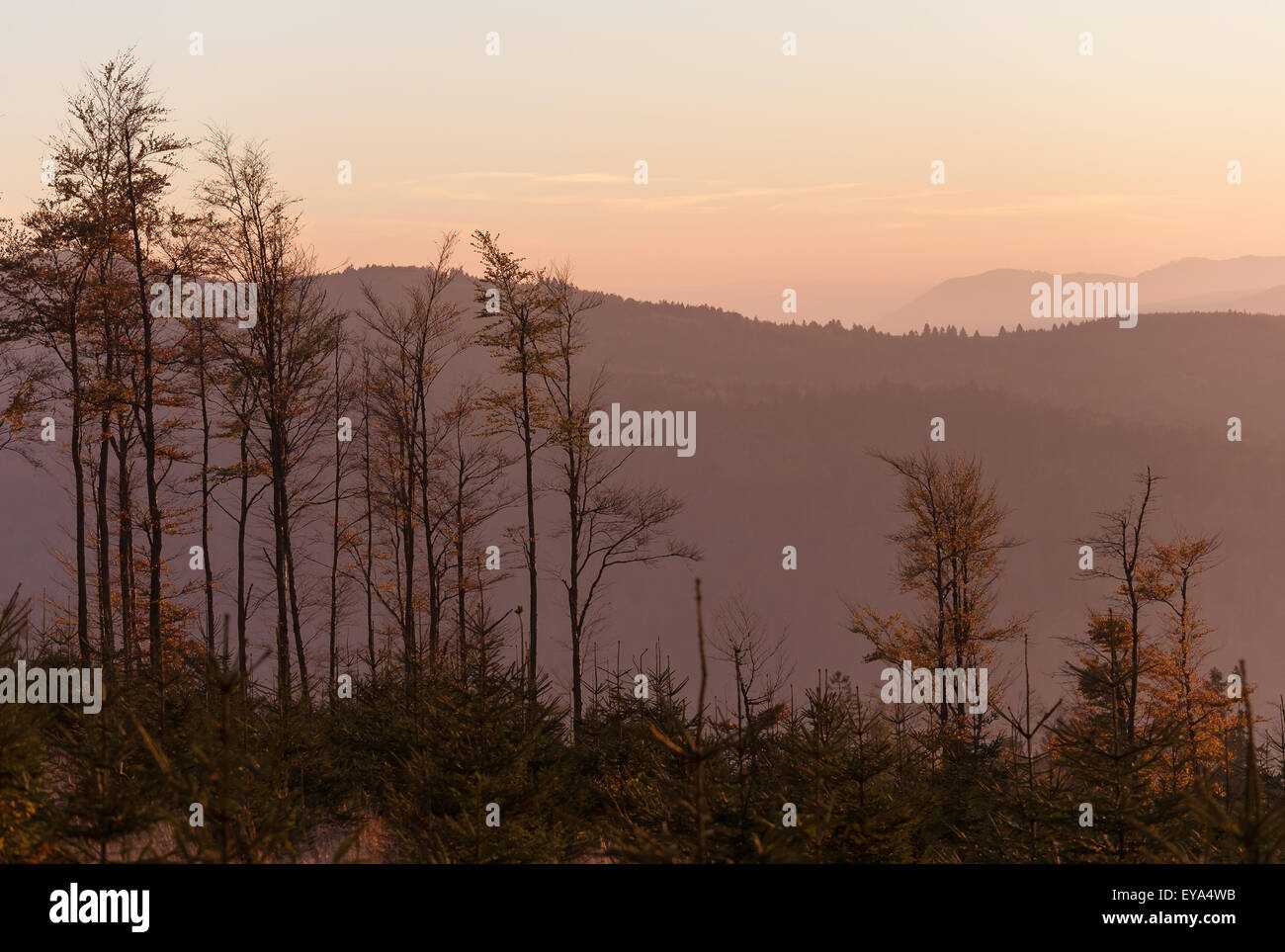 Belmont outline hi-res stock photography and images - Alamy