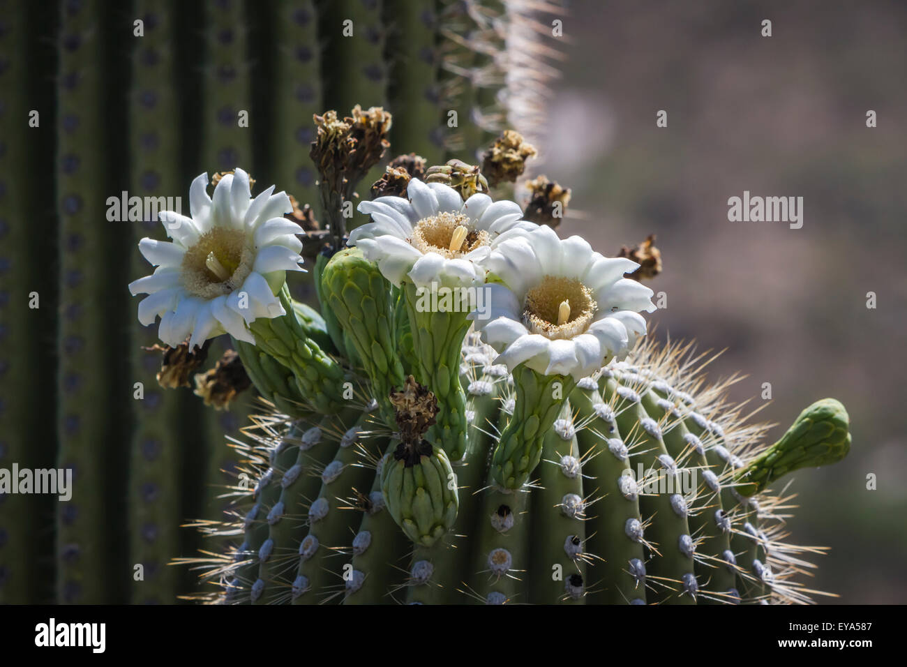 Blossoms on the saguaro cactus in Saguaro National Park near Tucson ...