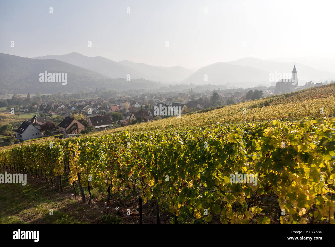 Weier in thal hi-res stock photography and images - Alamy