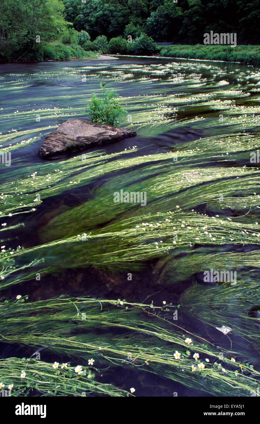 River bandon co cork ireland hi-res stock photography and images - Alamy