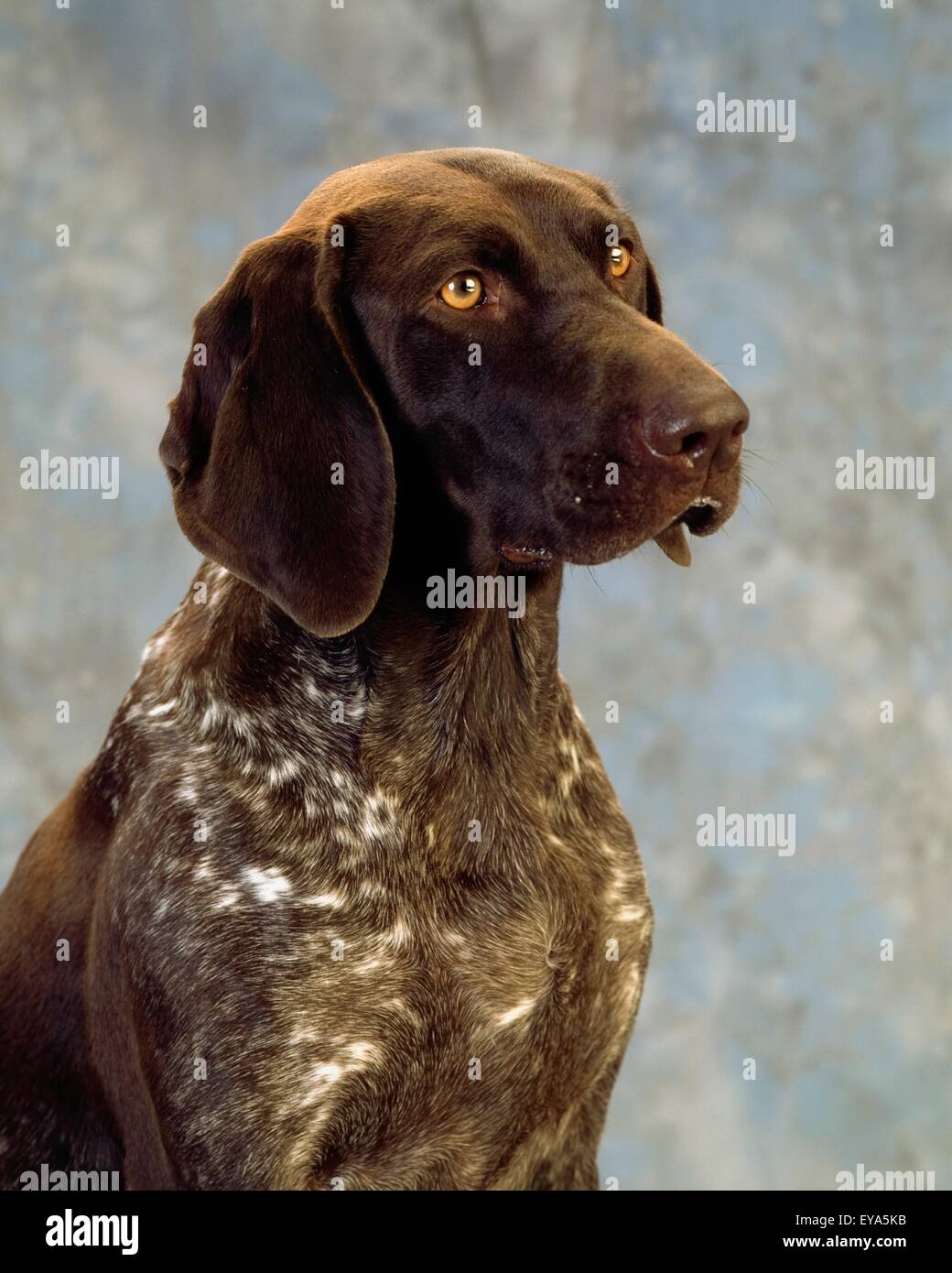 German Pointer; Portrait Of A Dog Stock Photo - Alamy
