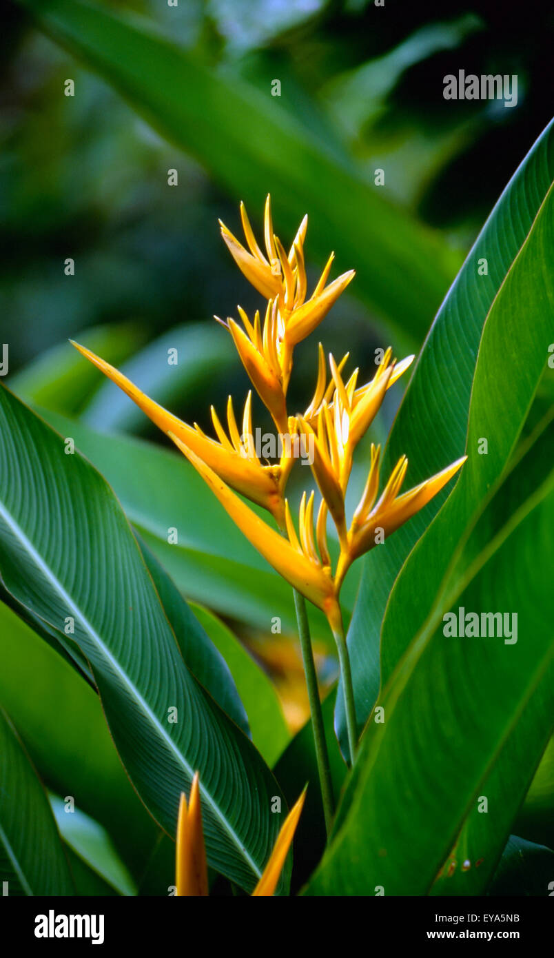 Yelllow flowers hi-res stock photography and images - Alamy
