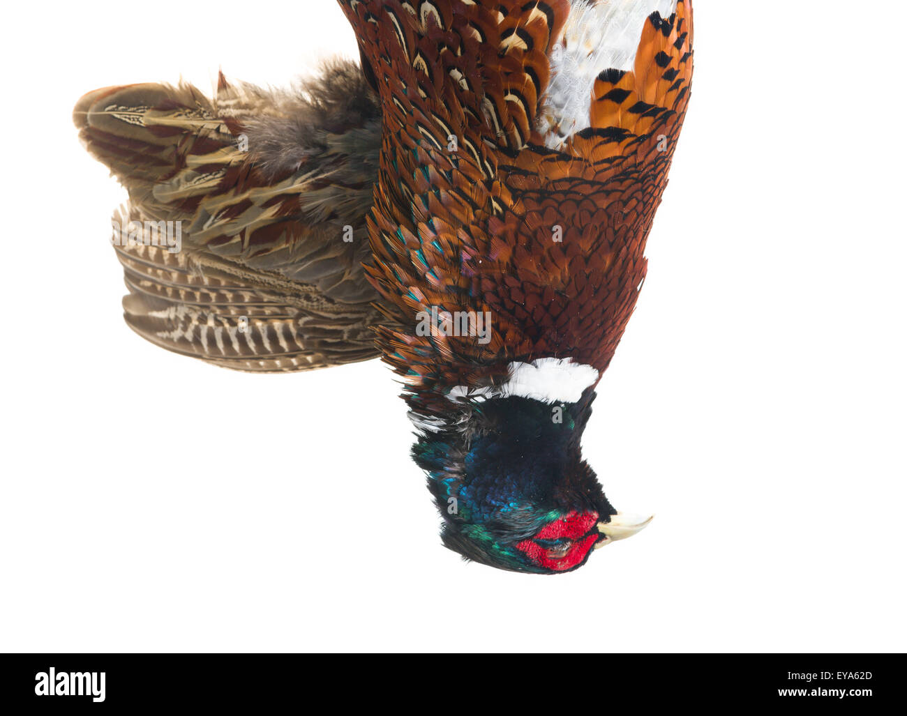 Hanging pheasant painting hi-res stock photography and images - Alamy