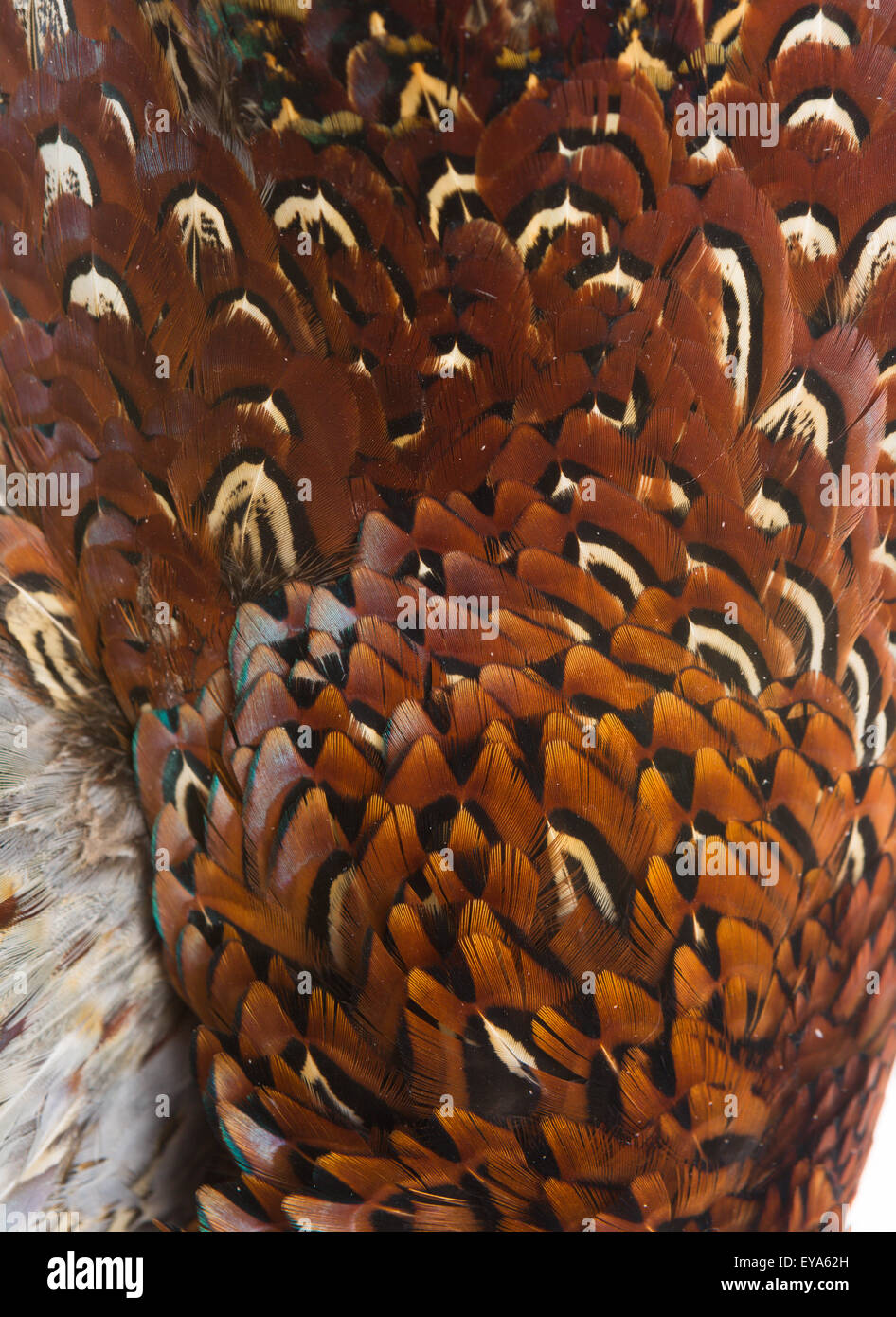 Pheasant feather hi-res stock photography and images - Alamy