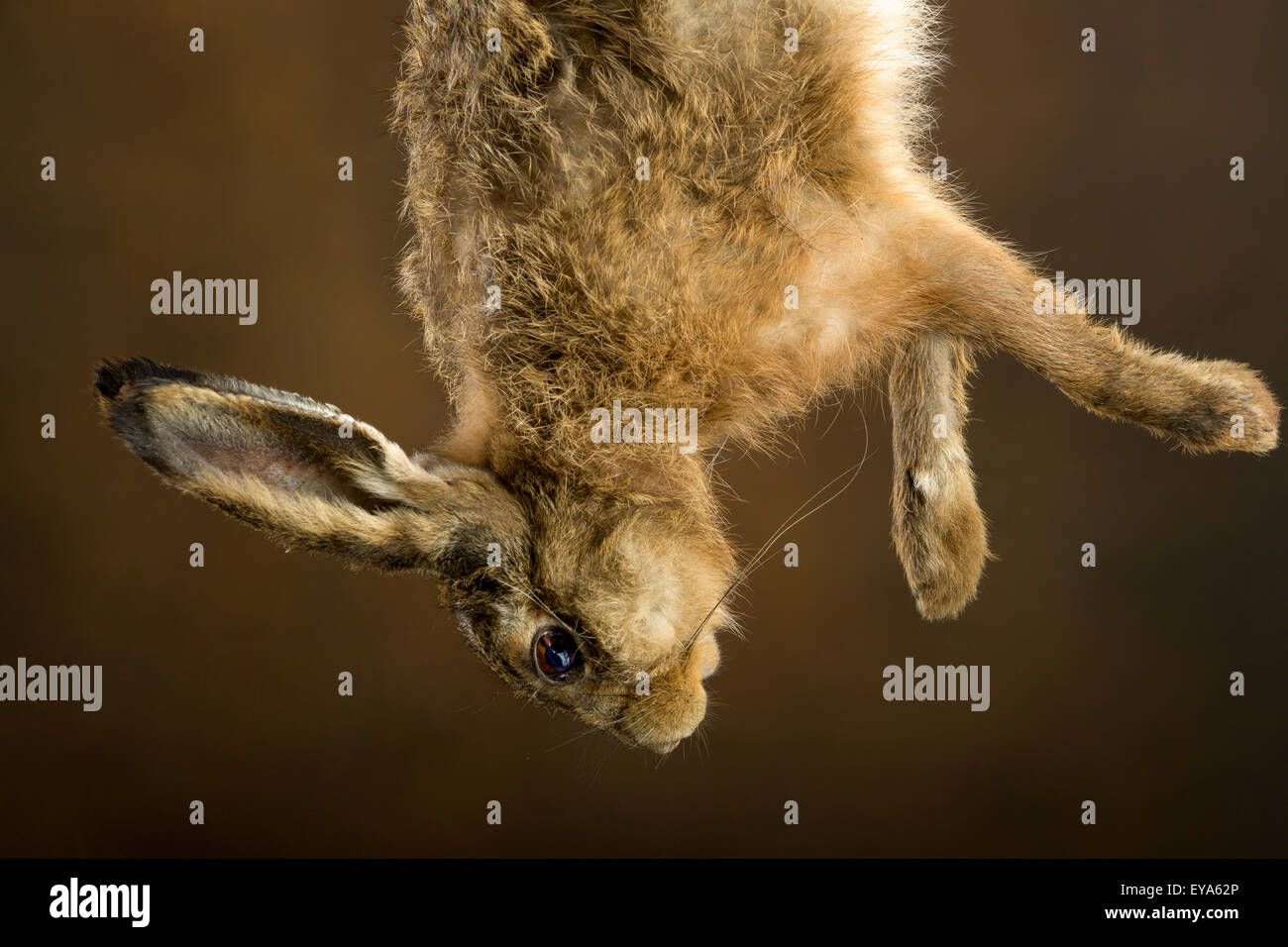Dead hare hanging on a rope in an old master hunting still life Stock ...