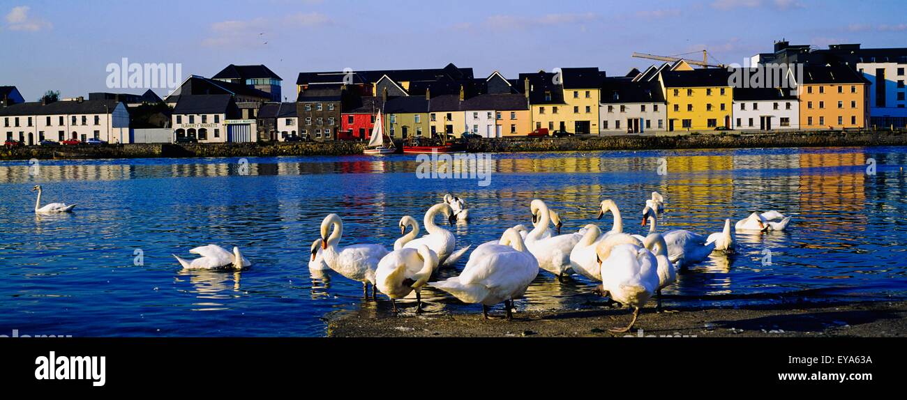 Galway City, County Galway, Ireland; Quay With Swans Stock Photo - Alamy
