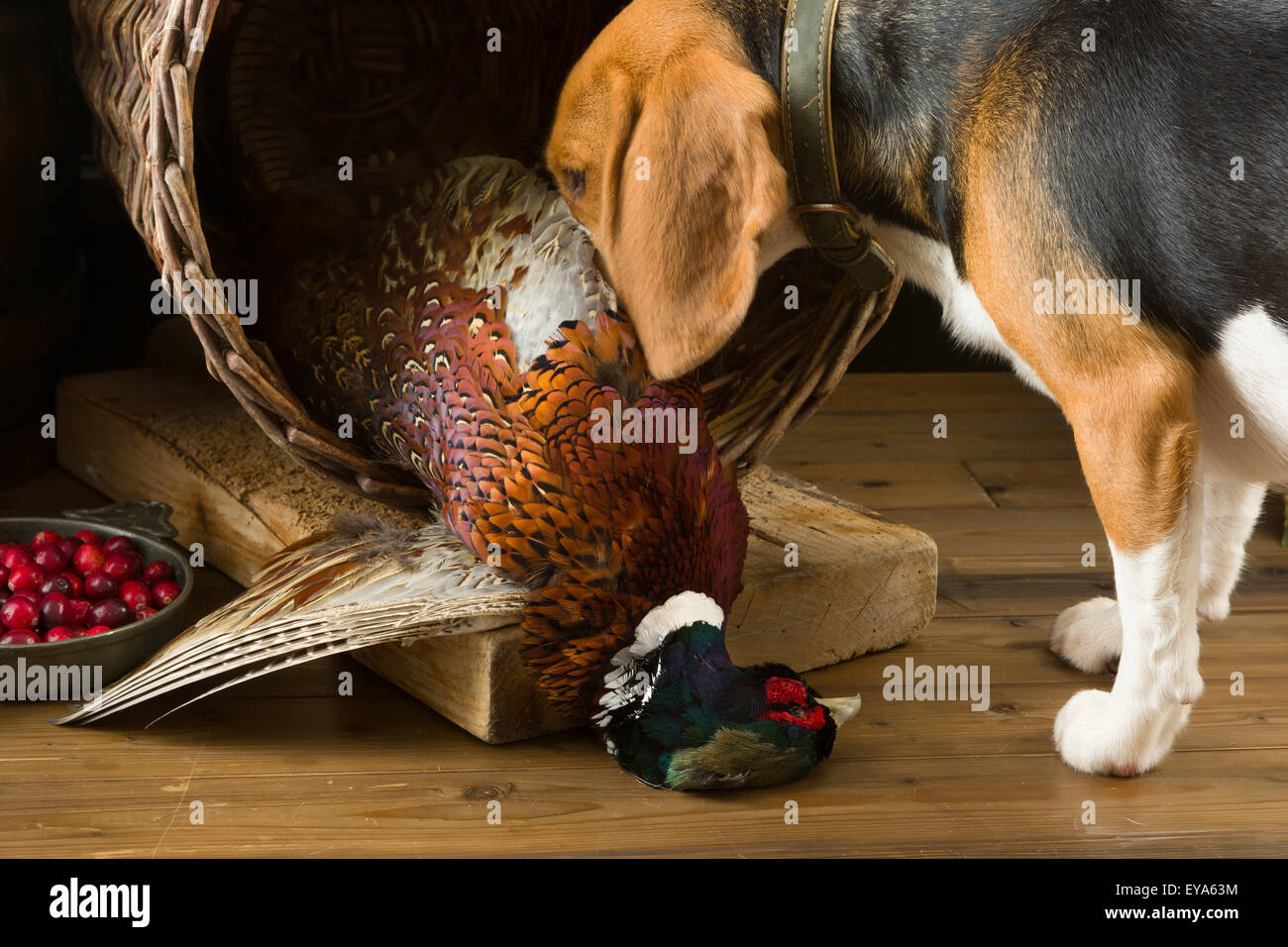 Beagle Hunting Birds