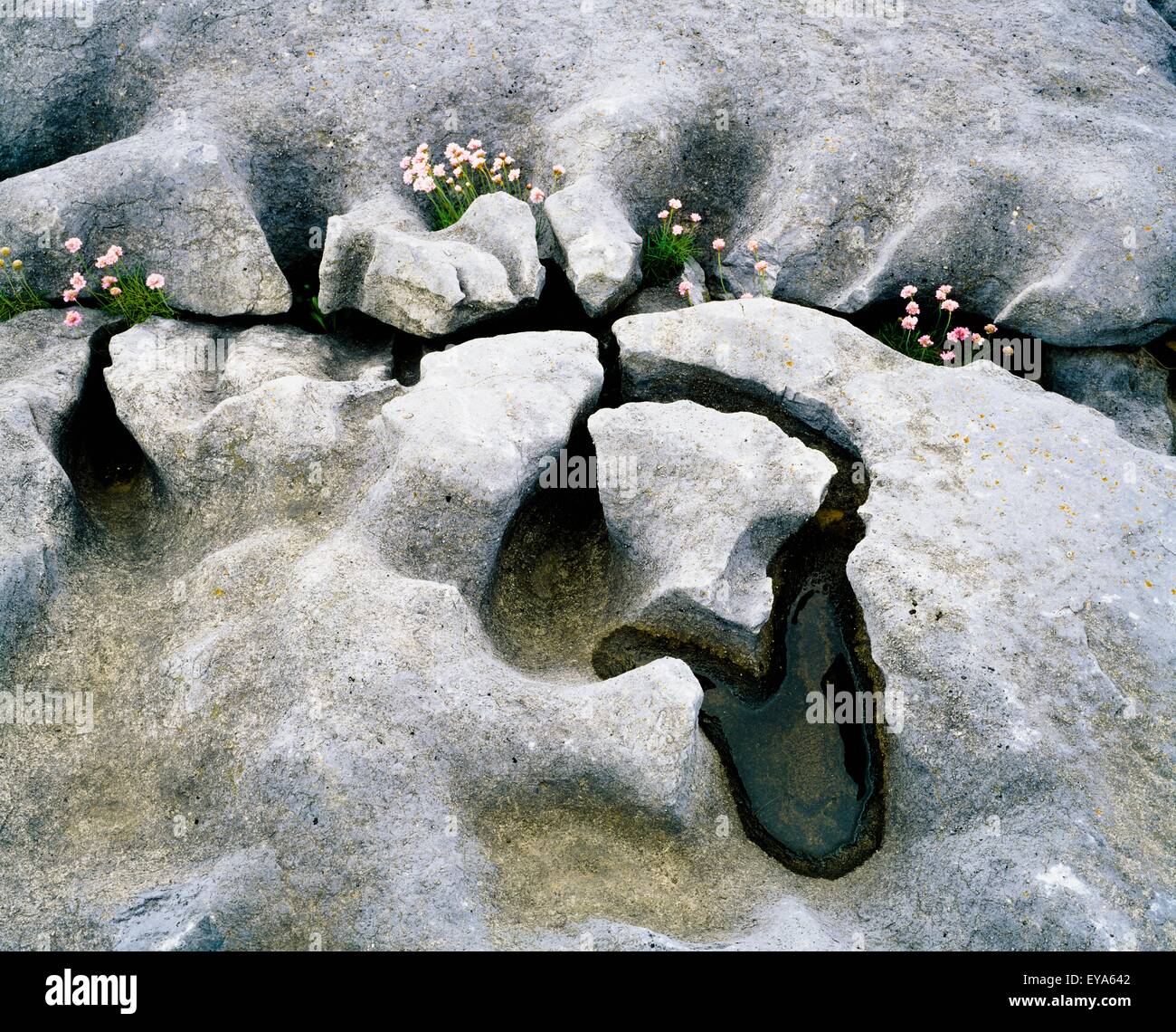 Burren, Co Clare, Ireland; Fissures In Rock With Wildflowers Growing ...