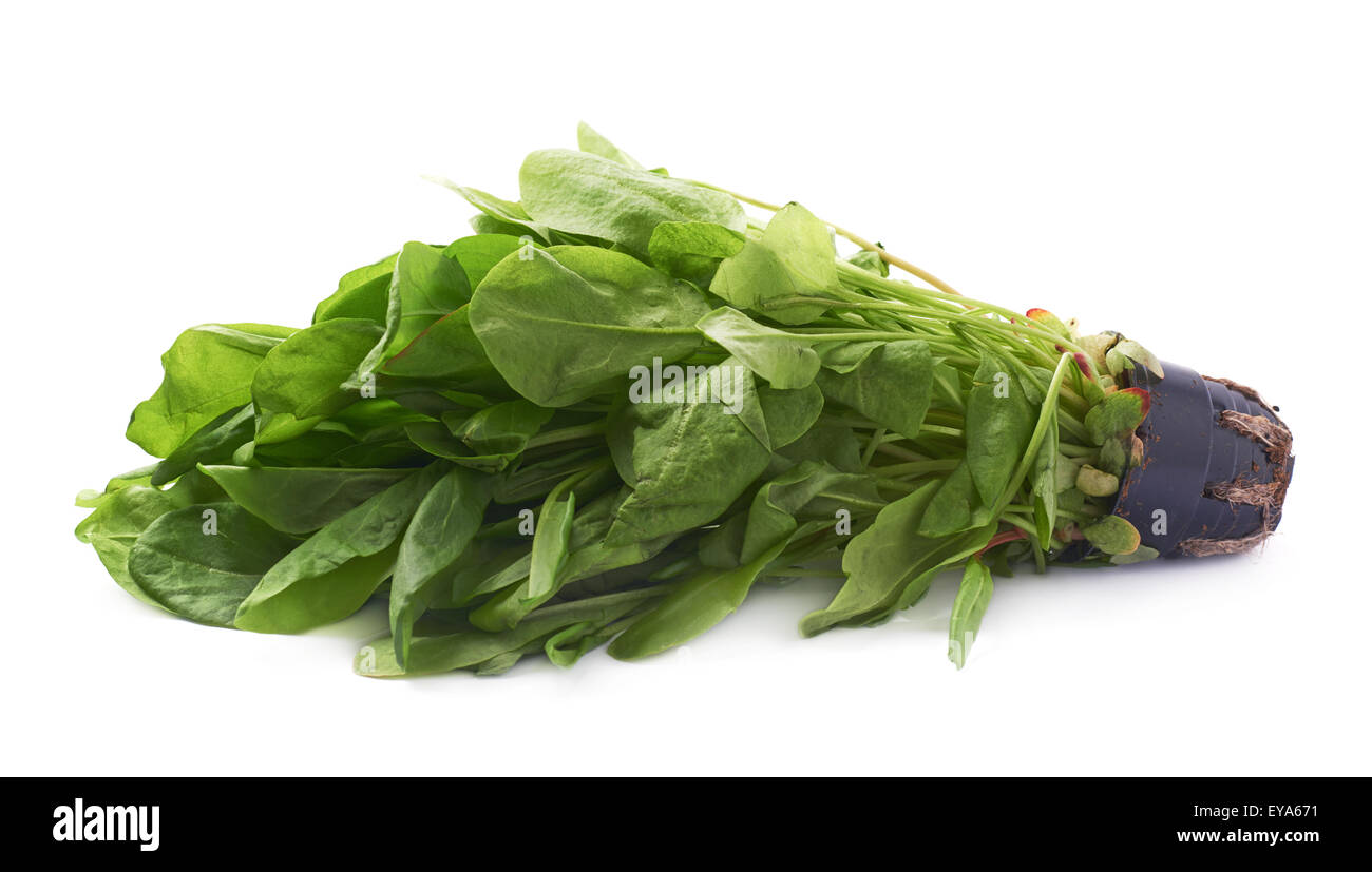 Spinach dock hi-res stock photography and images - Alamy
