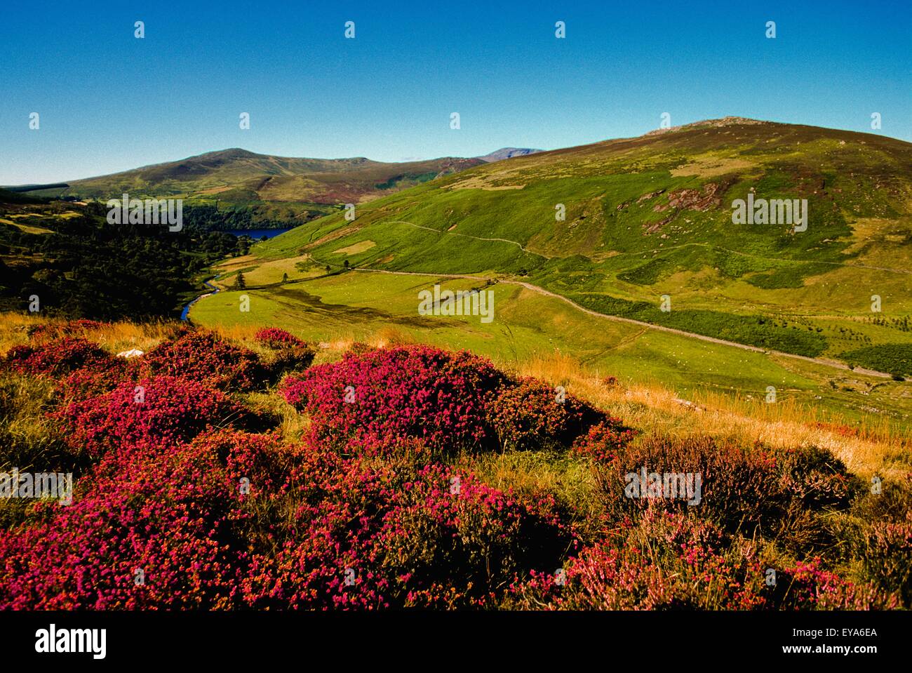 Wicklow way co wicklow ireland hi-res stock photography and images - Alamy