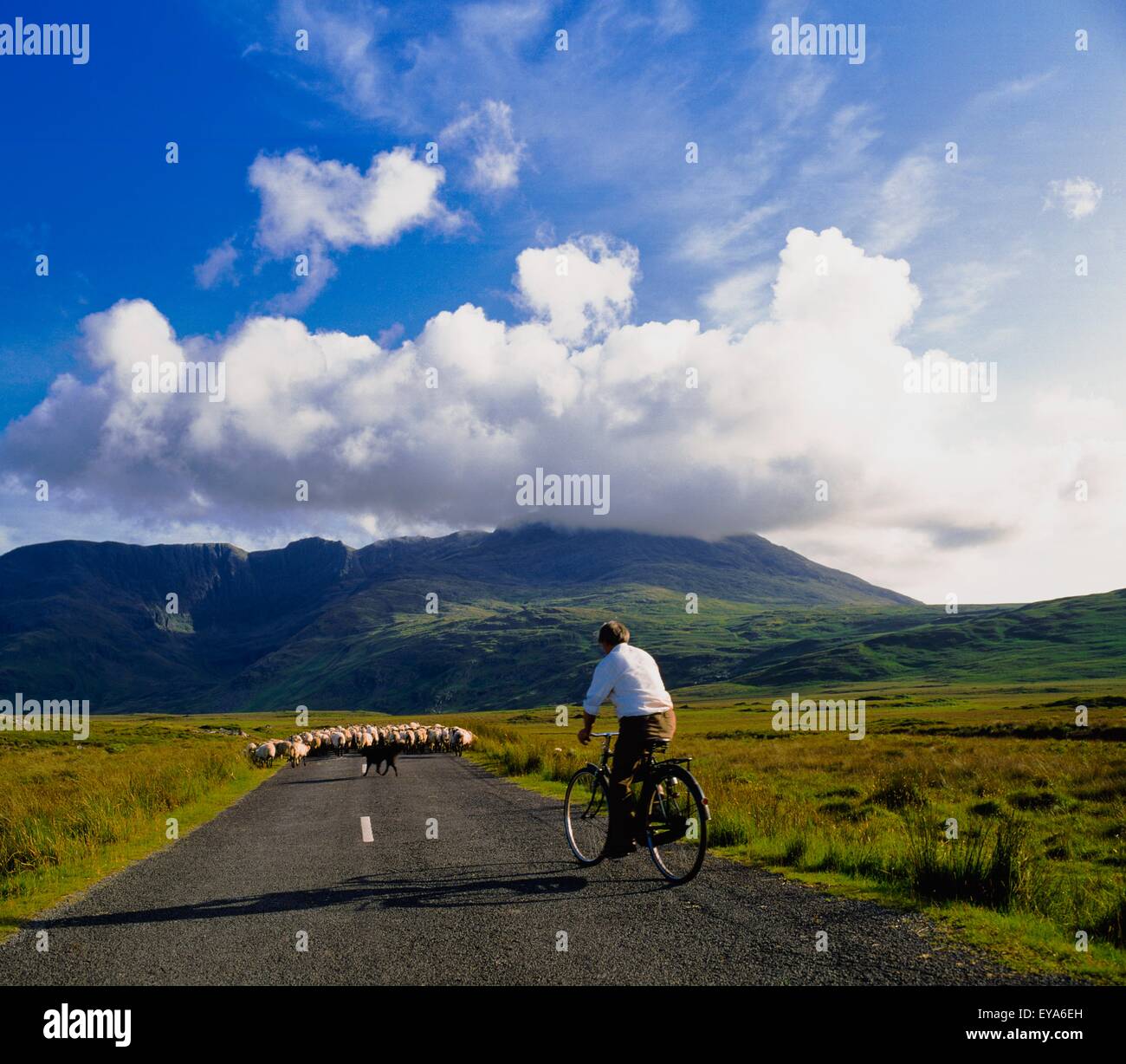 Sheep on bikes hi-res stock photography and images - Alamy