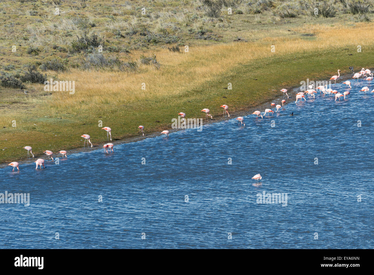 Many animals in water hi-res stock photography and images - Alamy