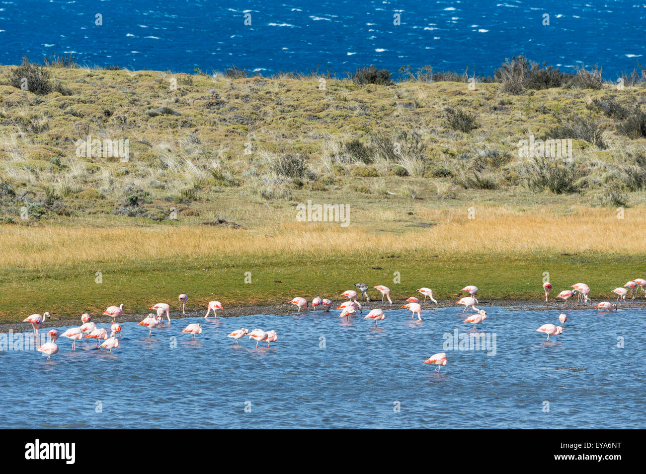Animals in water landscape hi-res stock photography and images - Alamy