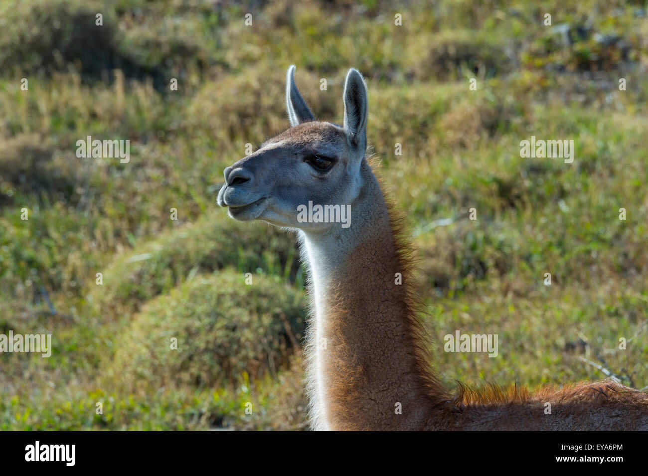 Guanacos portrait hi-res stock photography and images - Alamy