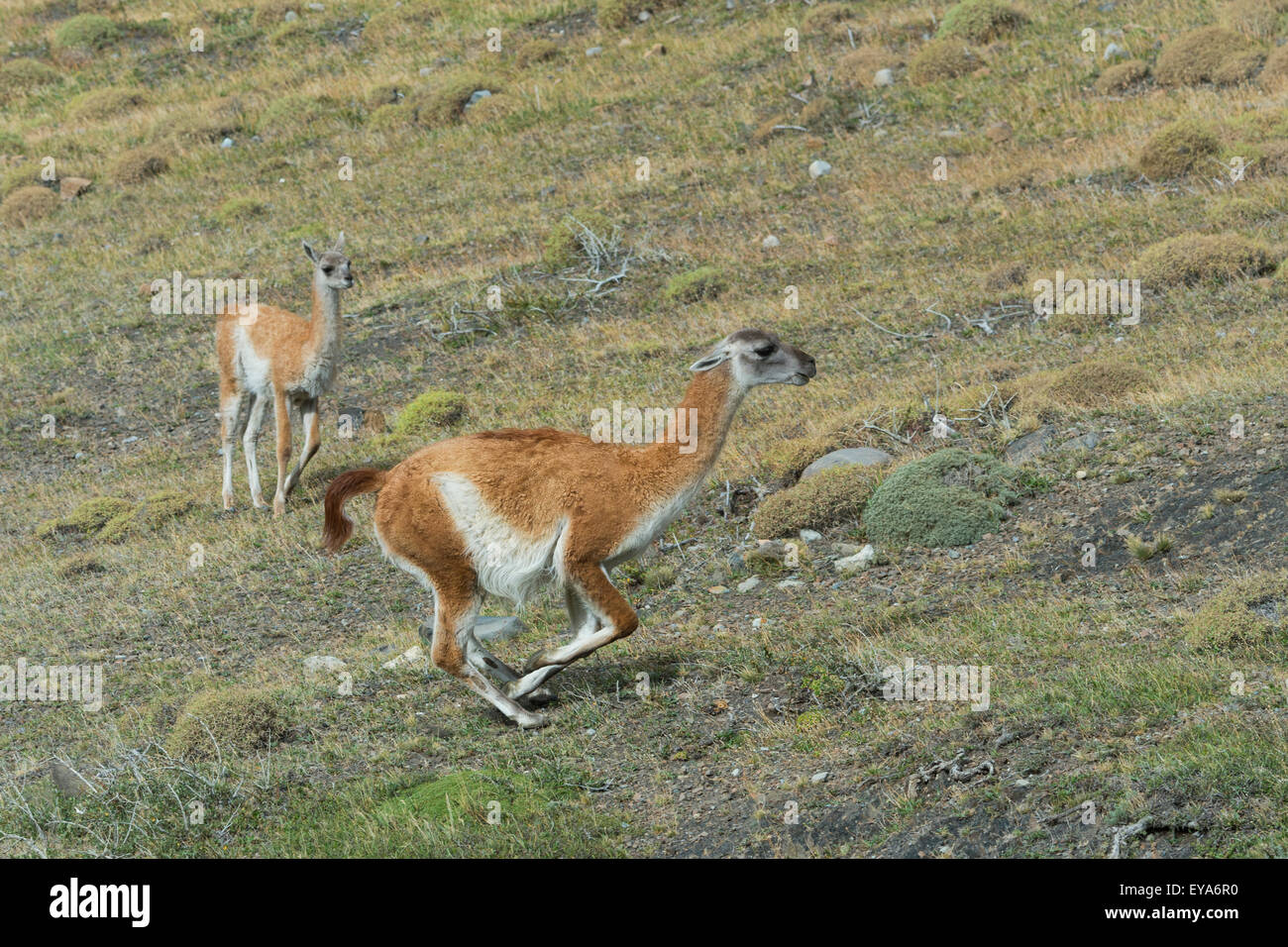 Guanaco in south america patagonia hi-res stock photography and images ...