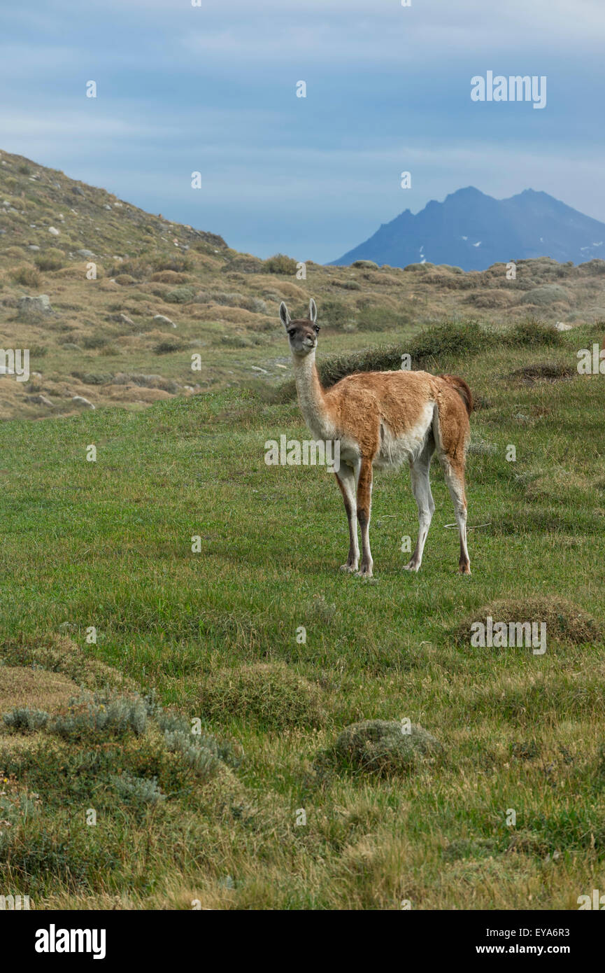 Mammals of the camelidae family hi-res stock photography and images - Alamy