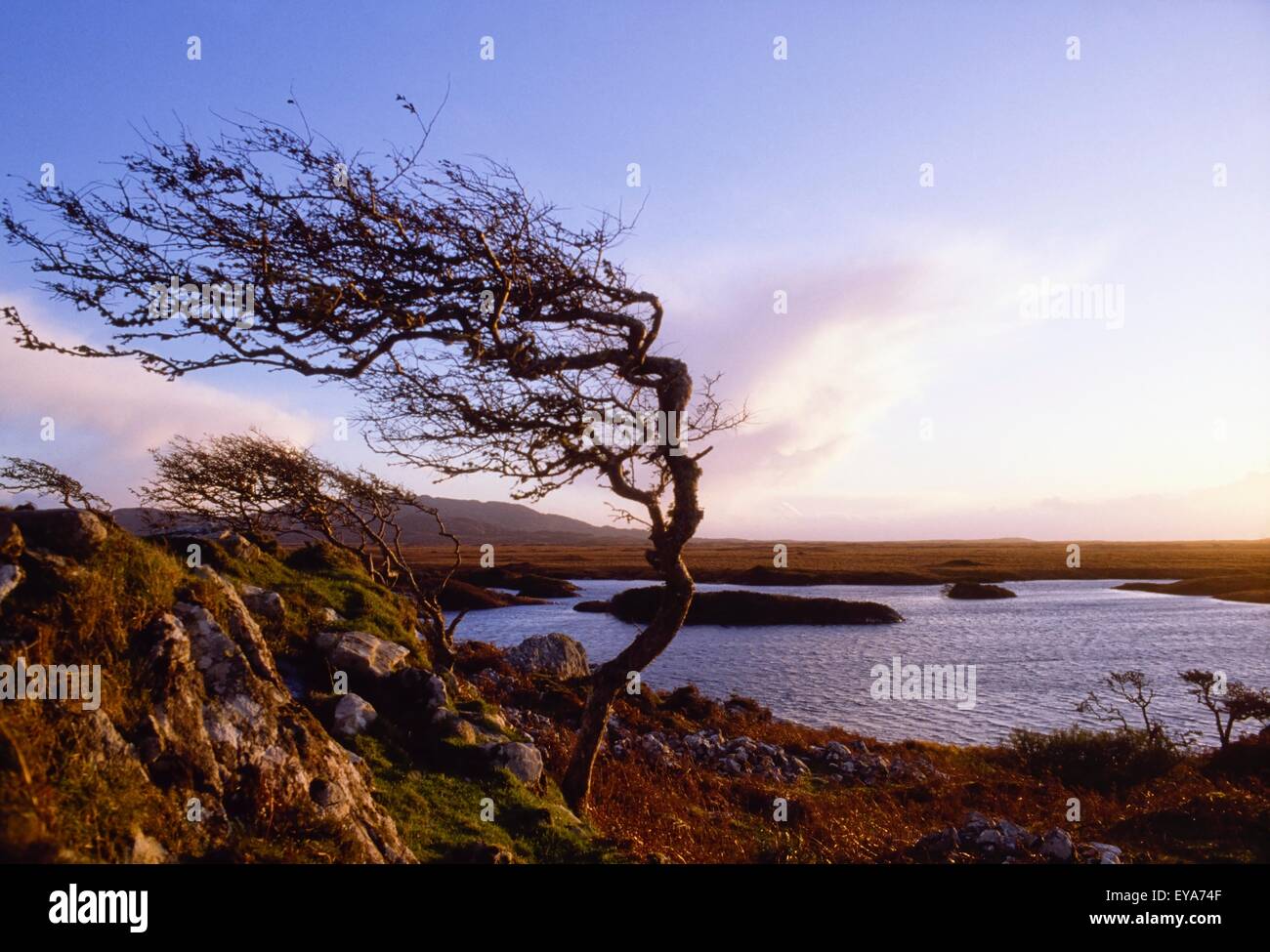 Connemara, Co Galway, Ireland; Windblown Tree Stock Photo - Alamy