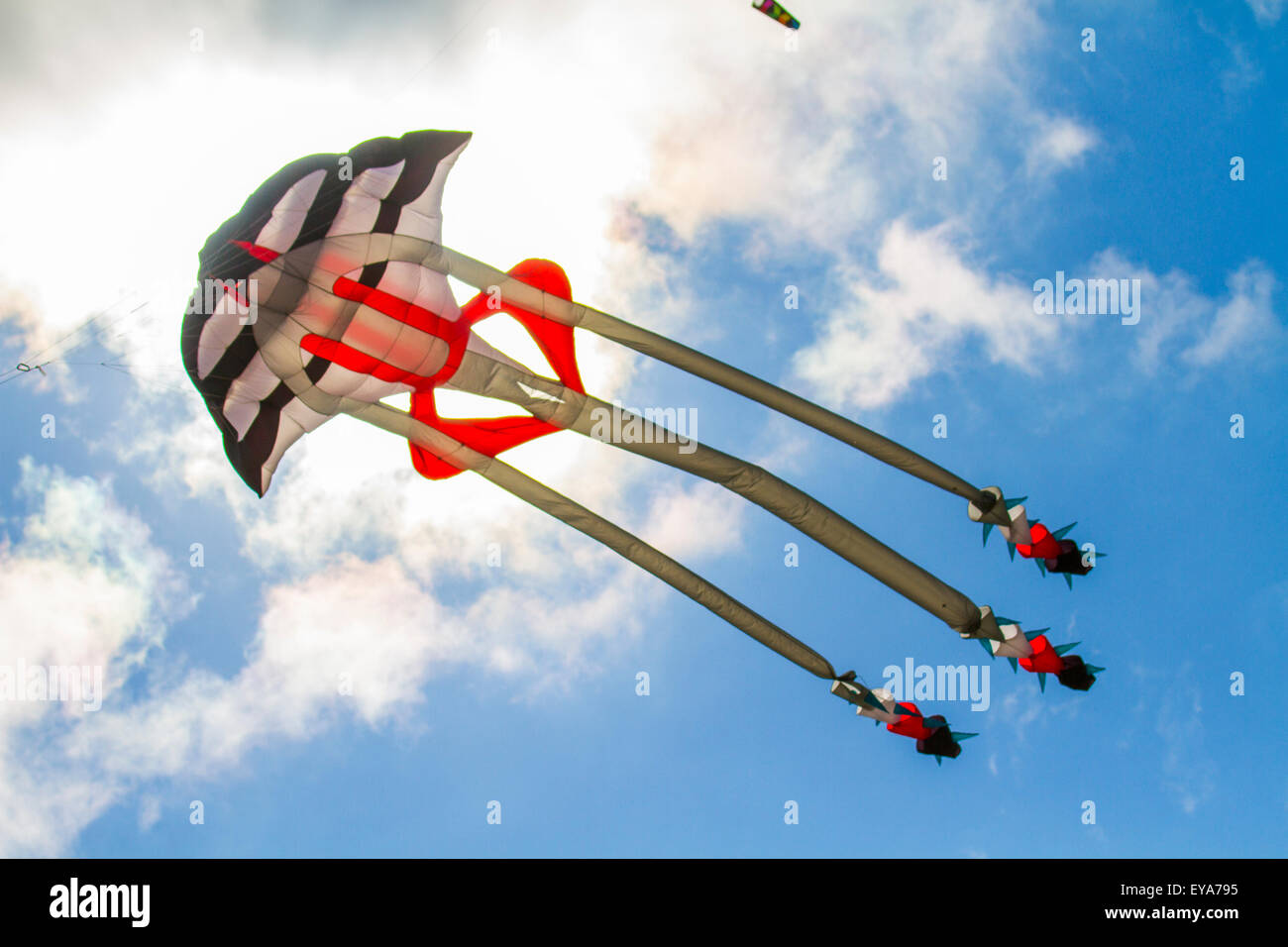 Large manta ray kites hi-res stock photography and images - Alamy