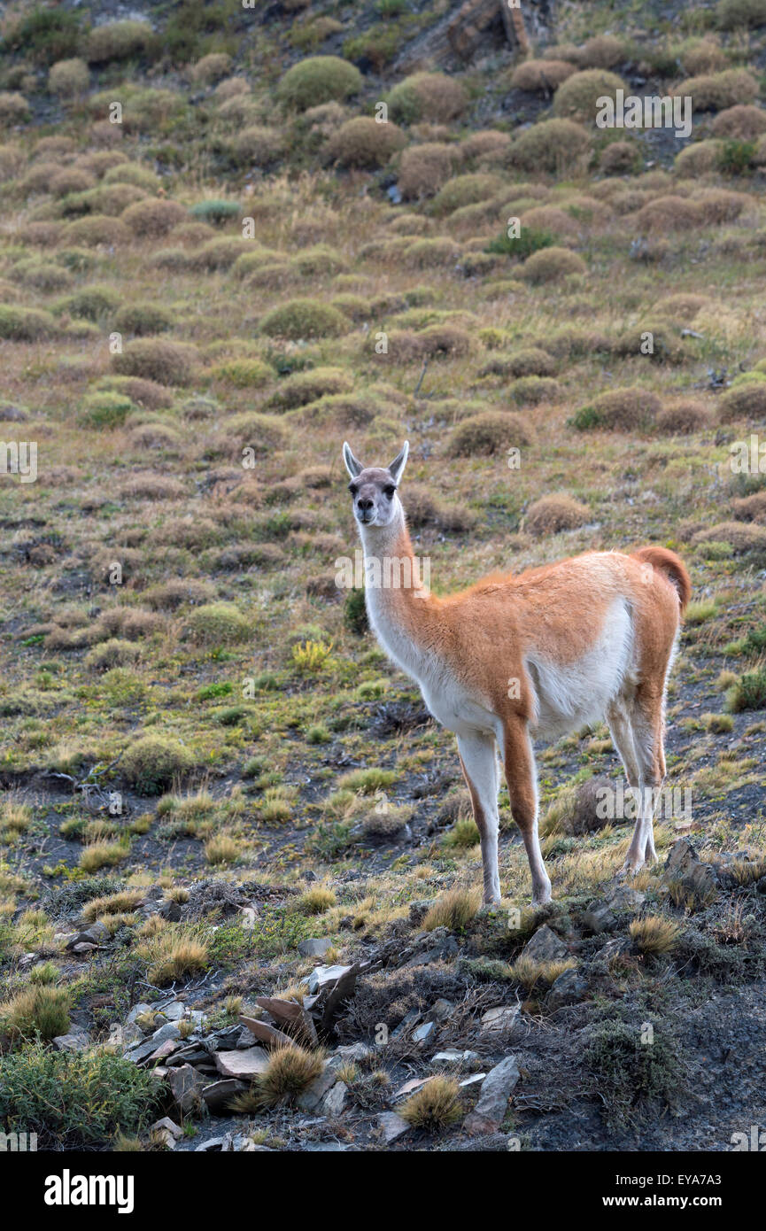Lama animals hi-res stock photography and images - Alamy