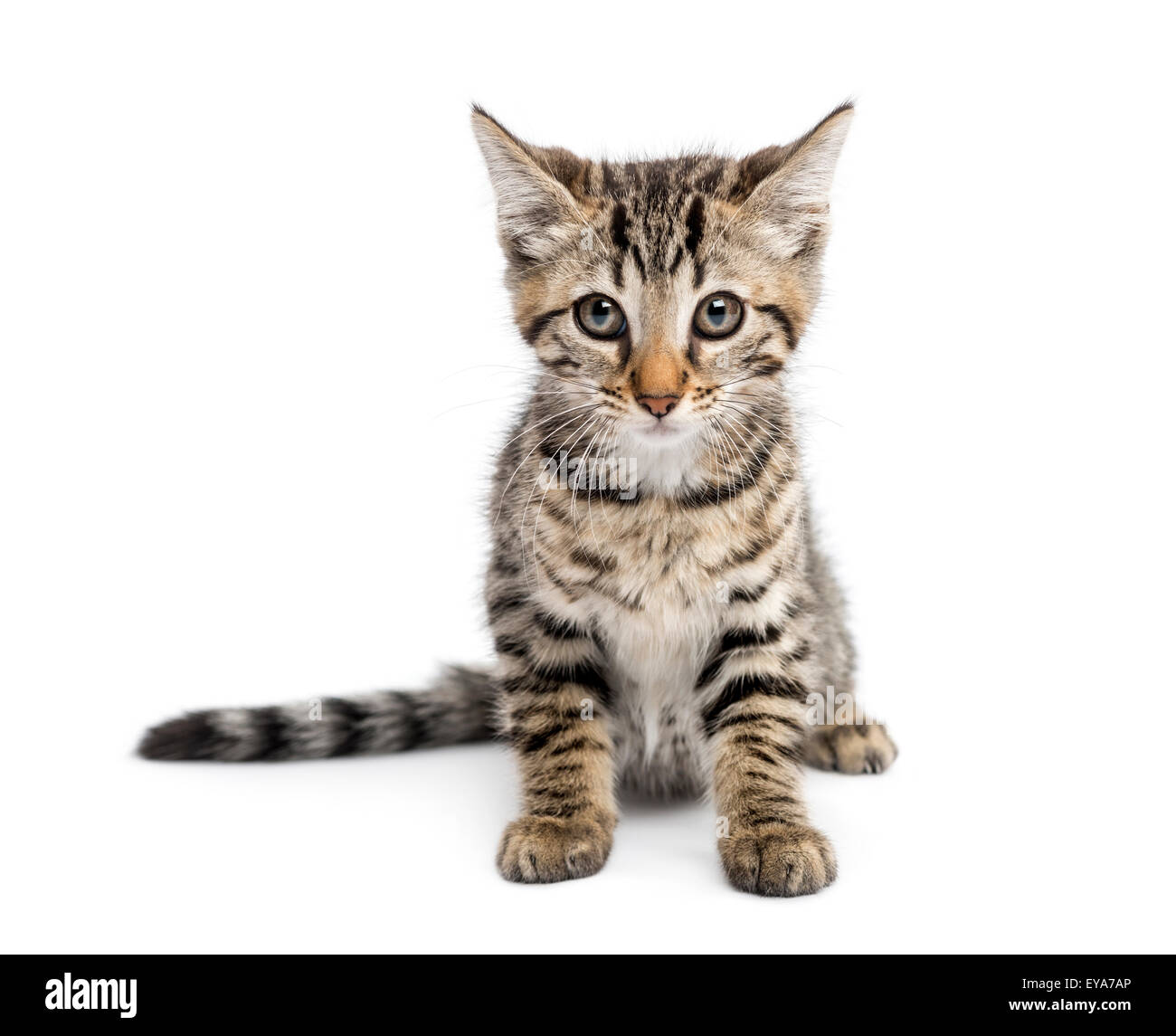 Kitten sitting in front of a white background Stock Photo - Alamy