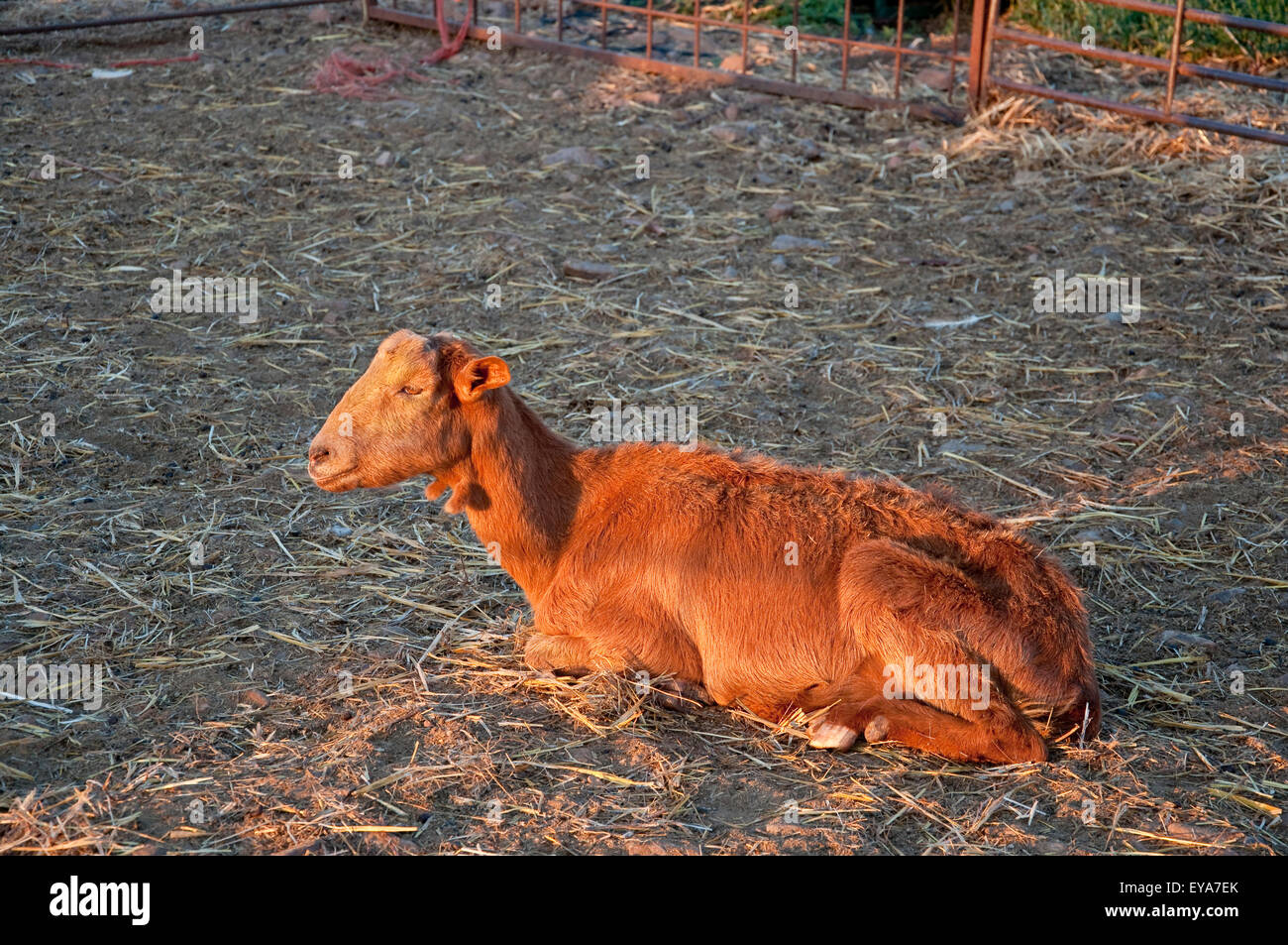 Reddish goat hi-res stock photography and images - Alamy