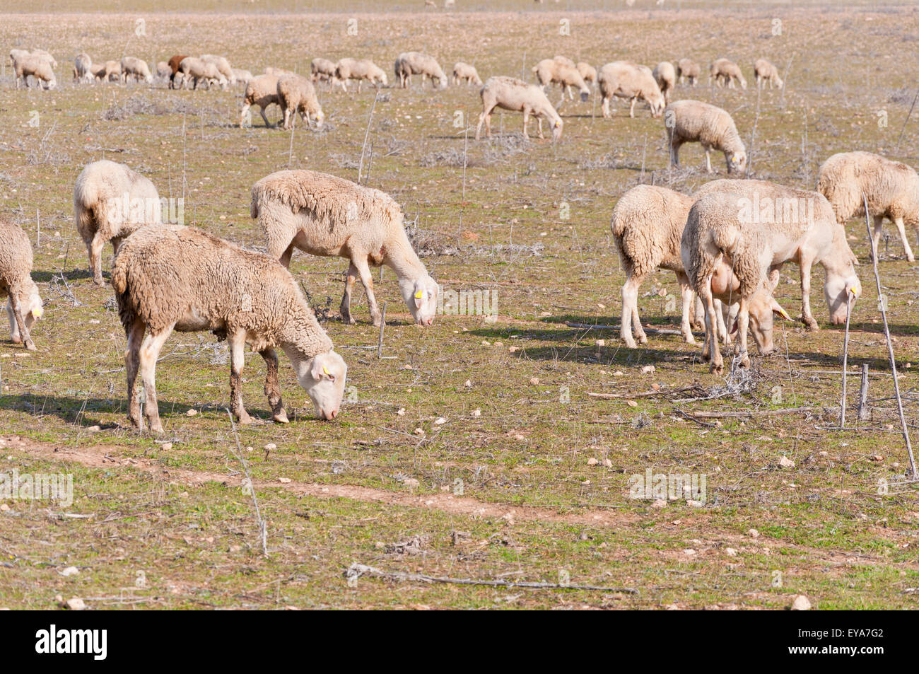 Extensive sheep farming in hi-res stock photography and images - Alamy
