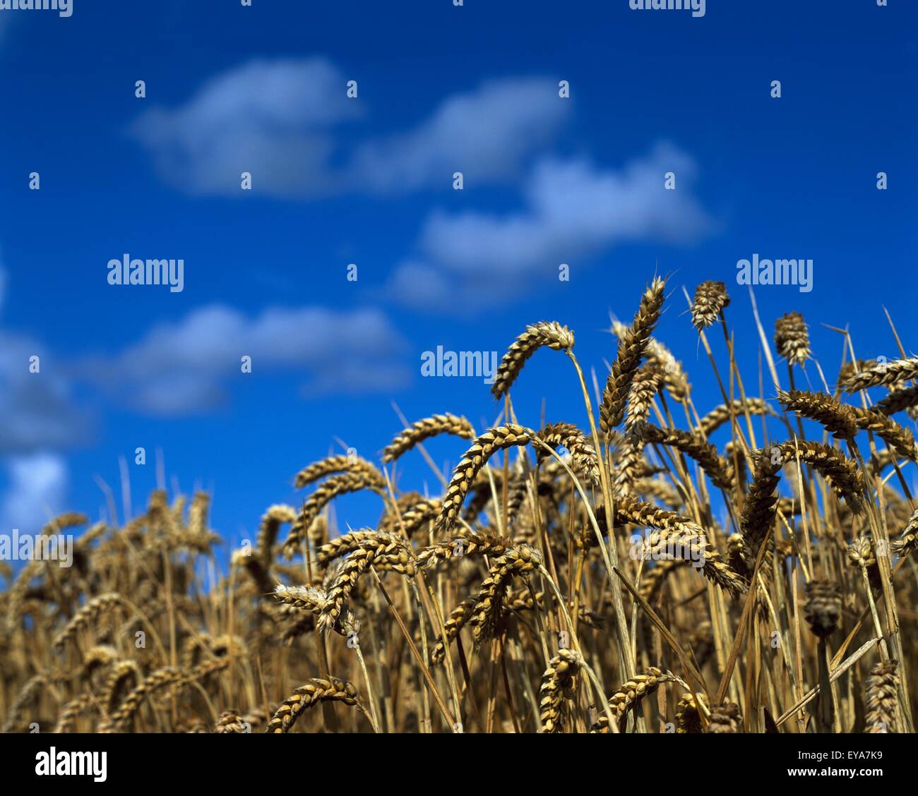 Wheat, North County, Dublin Stock Photo - Alamy