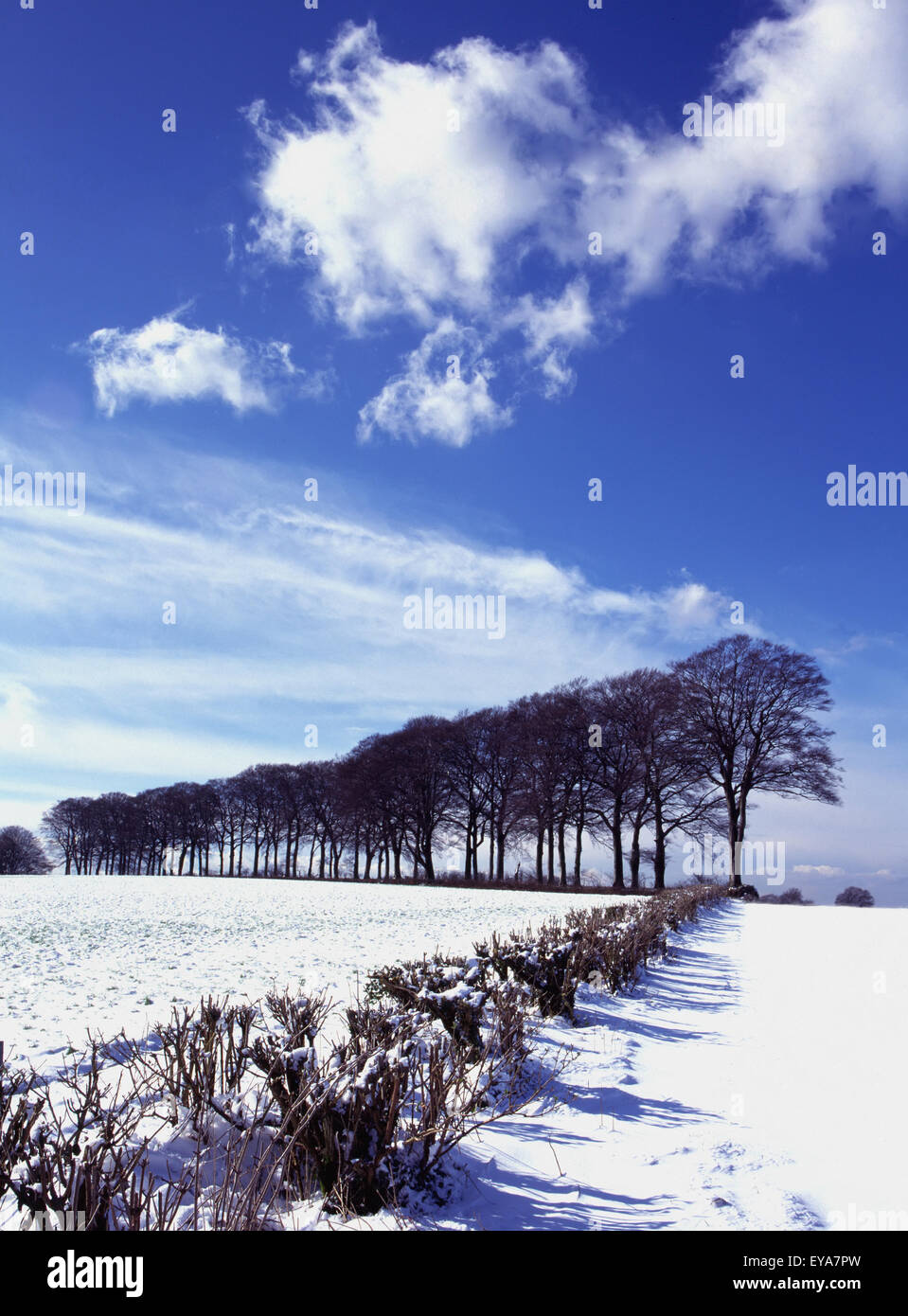 Winter Snow Scene With Line Of Trees Behind Stock Photo - Alamy