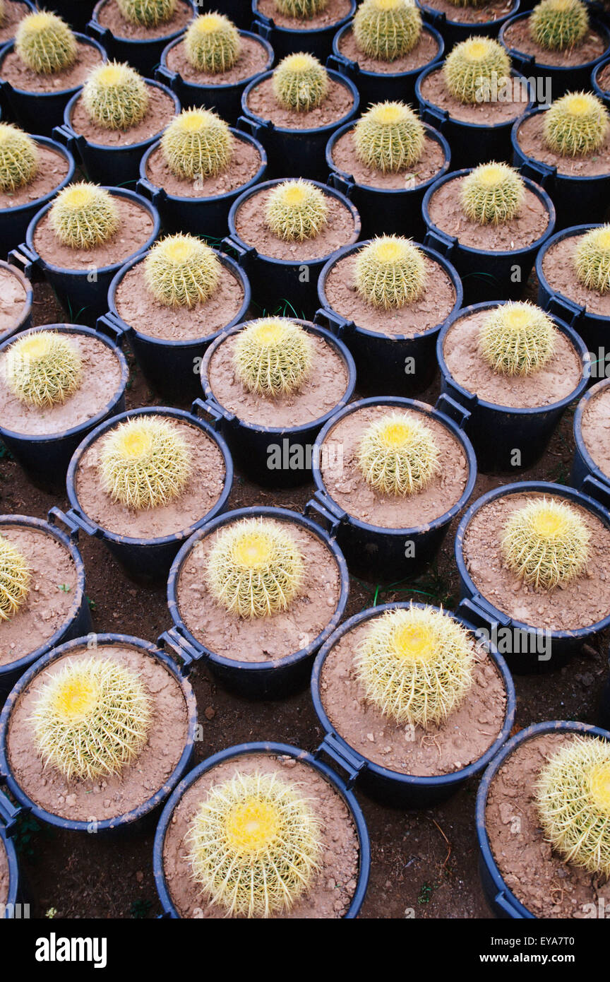 Cacti in pots large hi-res stock photography and images - Alamy