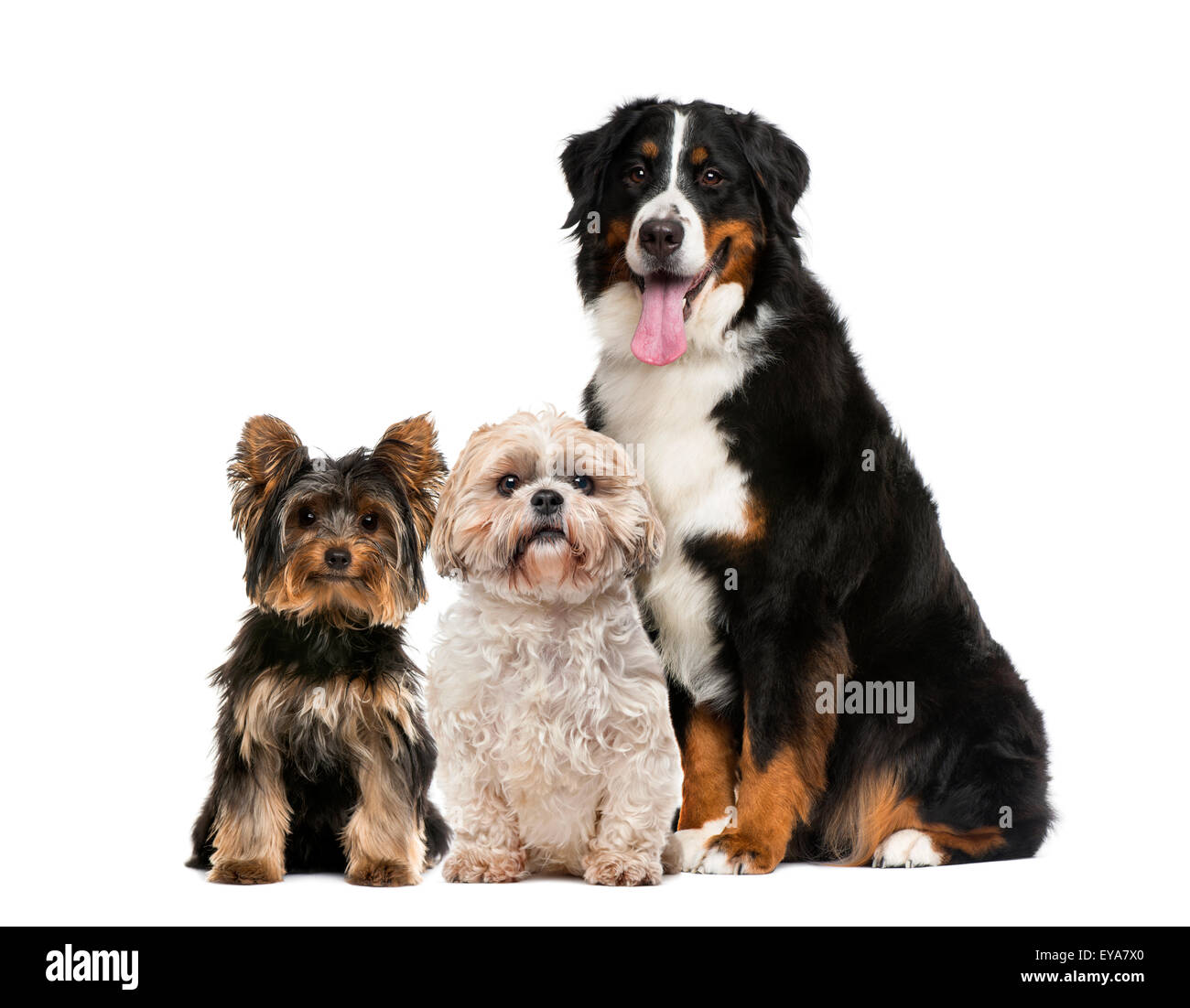 Three dogs sitting in front of a white background Stock Photo - Alamy