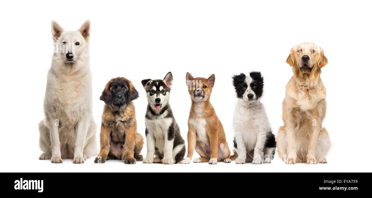 Berger blanc Cut Out Stock Images & Pictures - Alamy