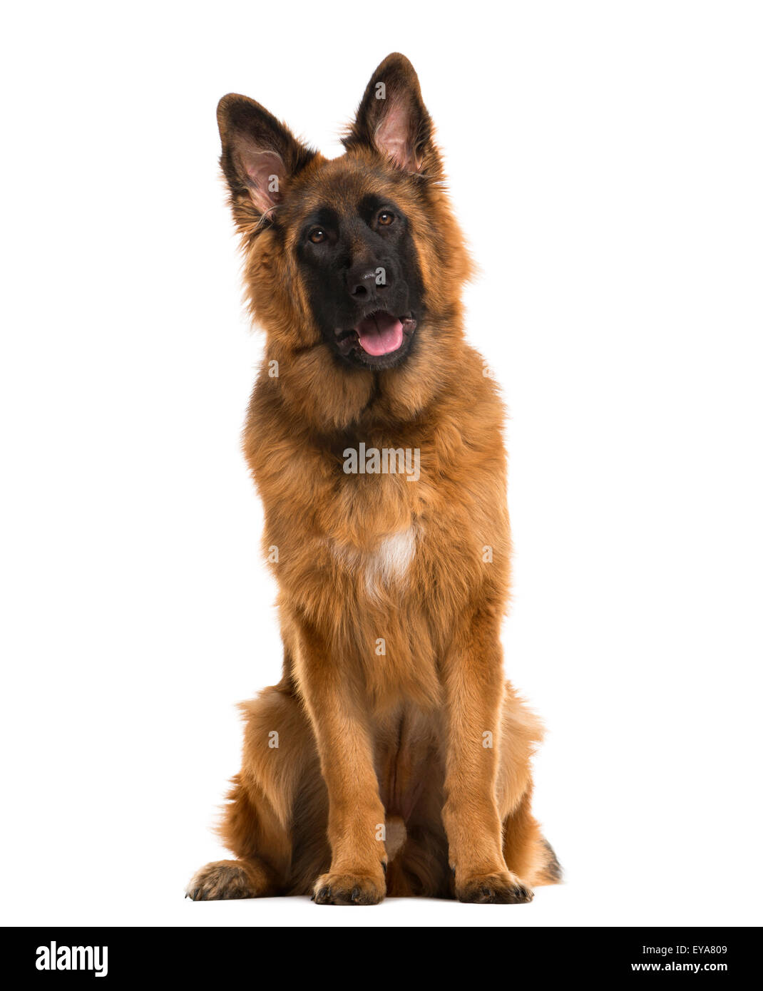 German Shepherd sitting in front of a white background Stock Photo - Alamy
