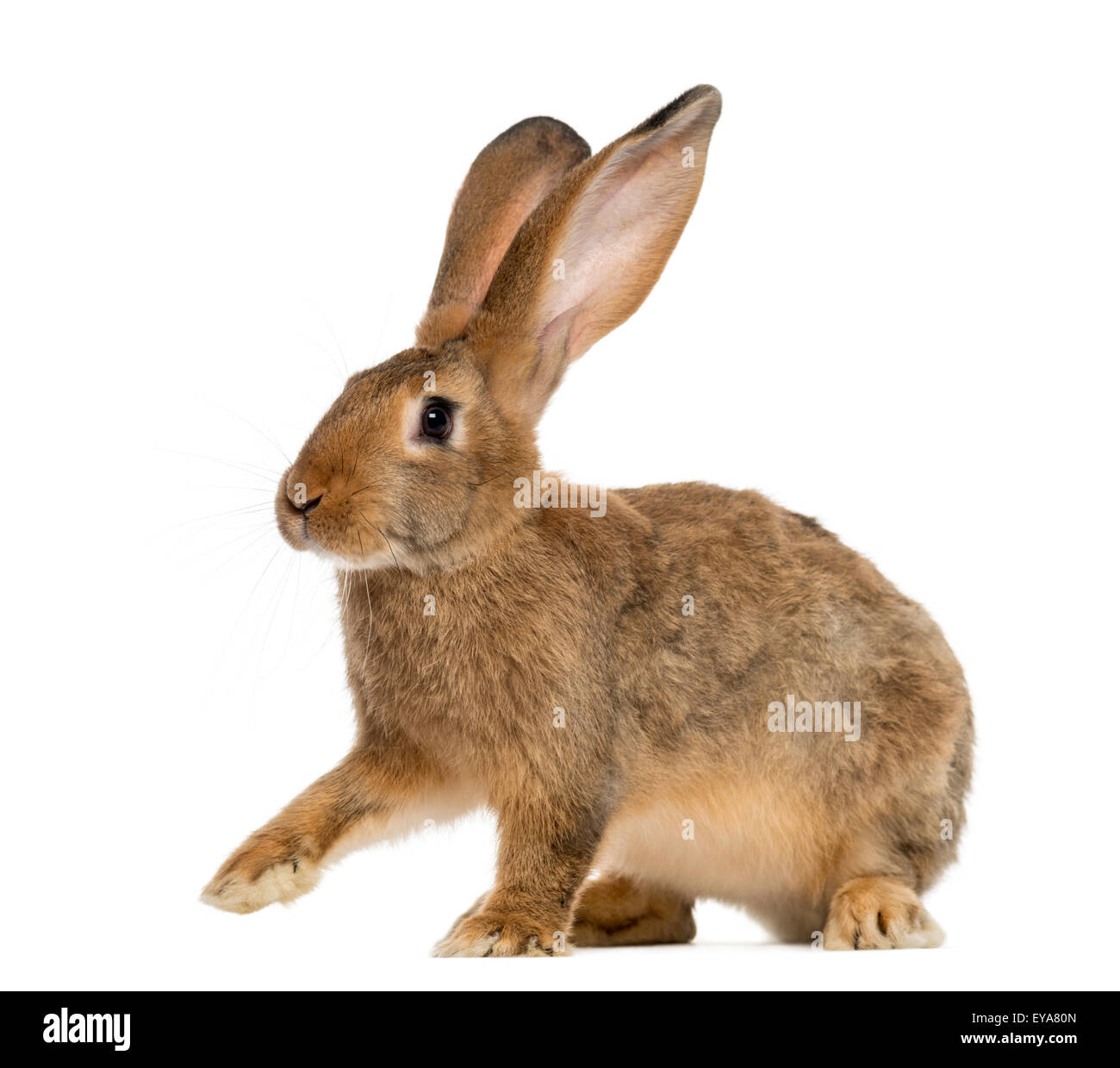Rabbit sitting in front of a white background Stock Photo - Alamy