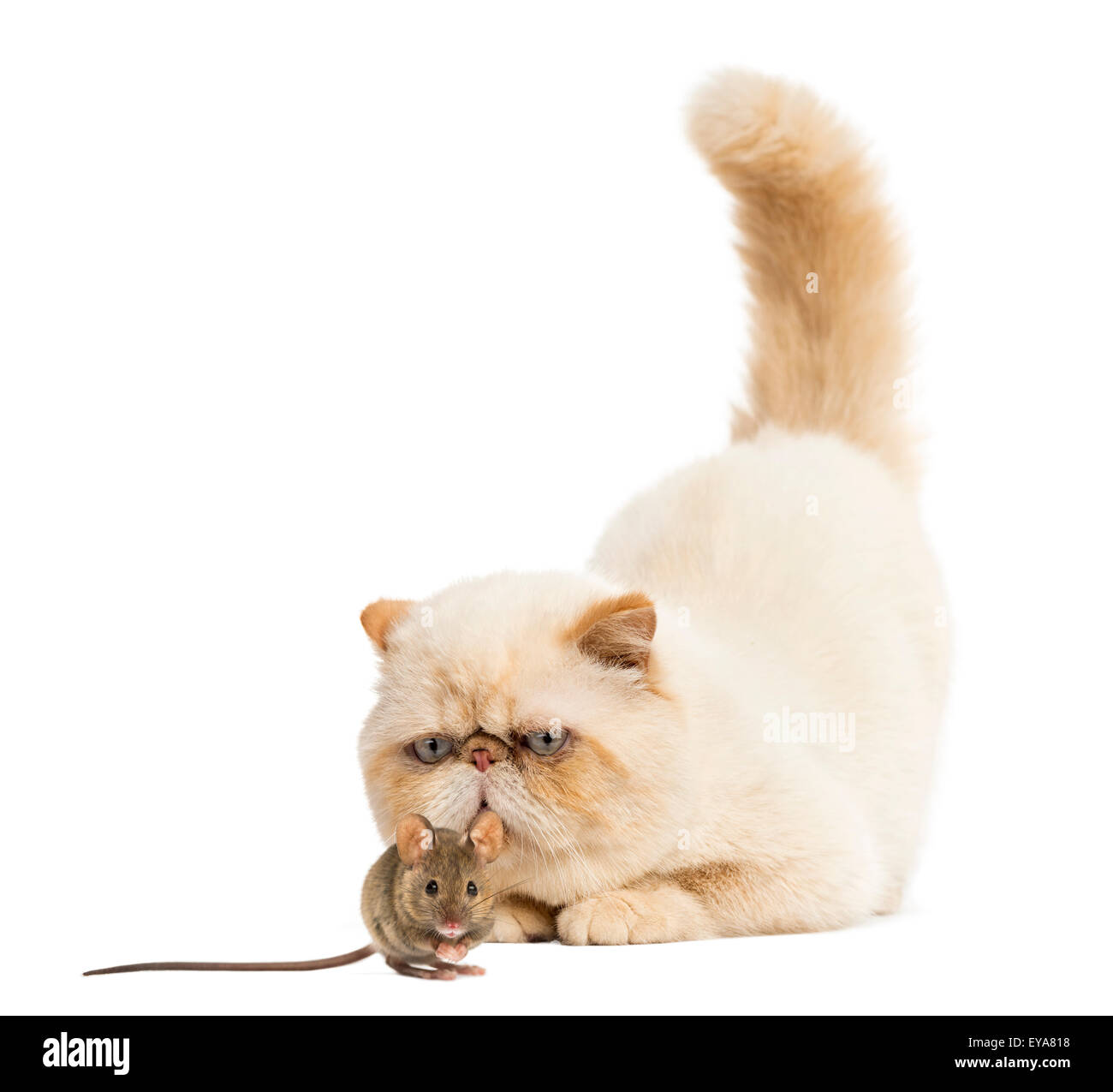 Persian staring at a mouse in front of a white background Stock Photo ...