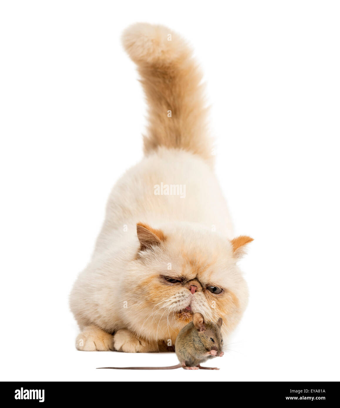 Persian staring at a mouse in front of a white background Stock Photo ...
