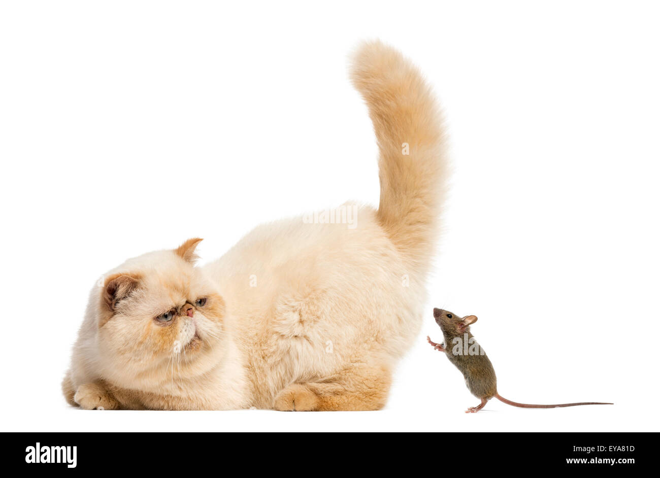 Persian staring at a mouse in front of a white background Stock Photo ...