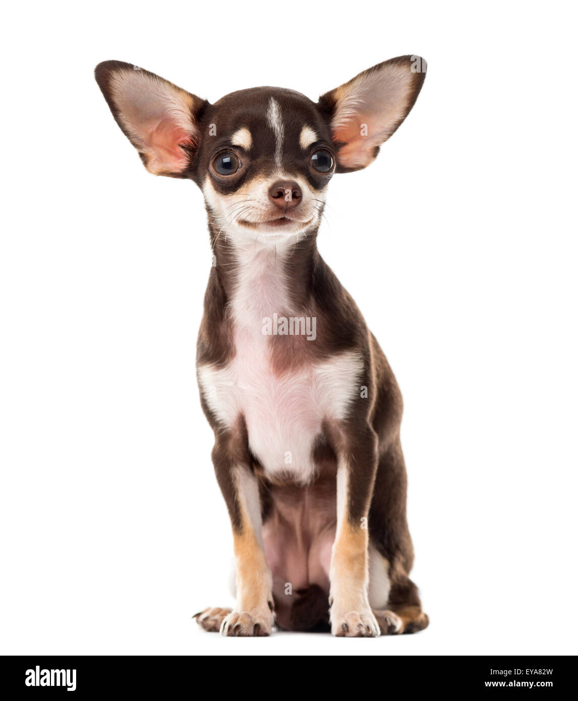 Chihuahua sitting in front of a white background Stock Photo - Alamy