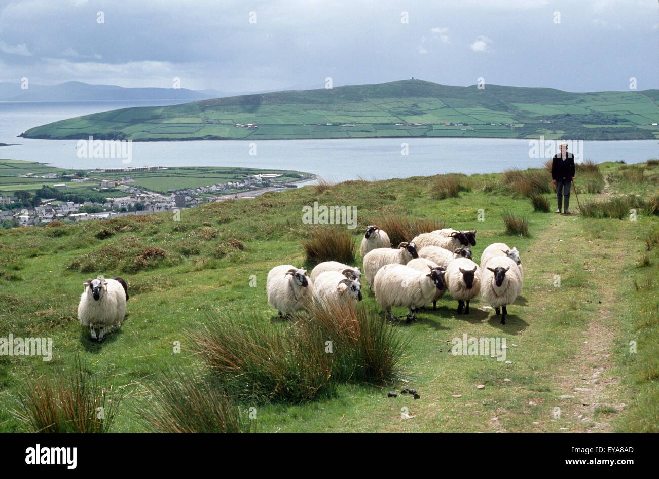 Flock Of Sheep, Dingle, County Kerry, Ireland Stock Photo - Alamy