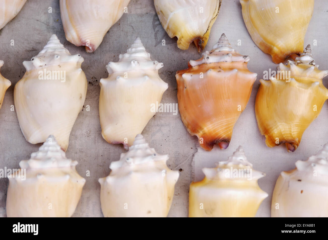Caribbean conch shells detail hi-res stock photography and images - Alamy